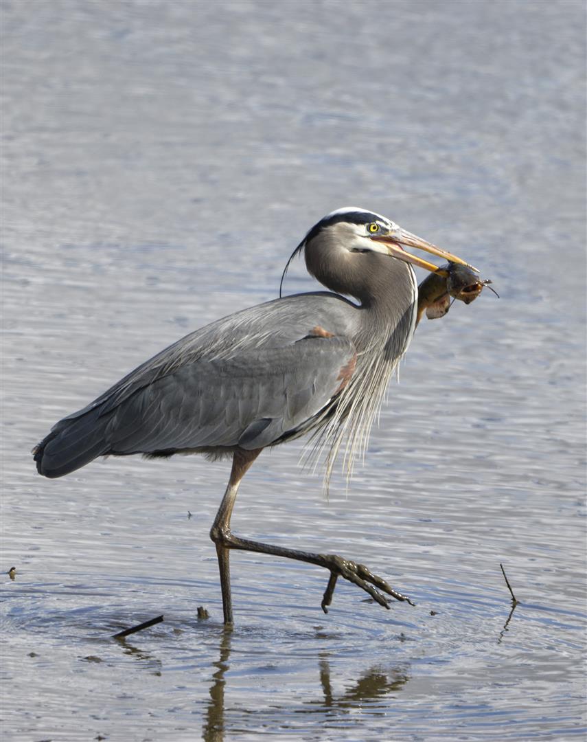 Skagit Wildlife Area — Washington Trails Association