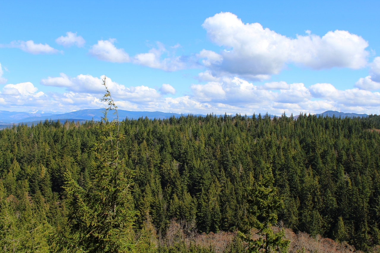 Larrabee State Park - Chuckanut Ridge Trail, Larrabee State Park ...