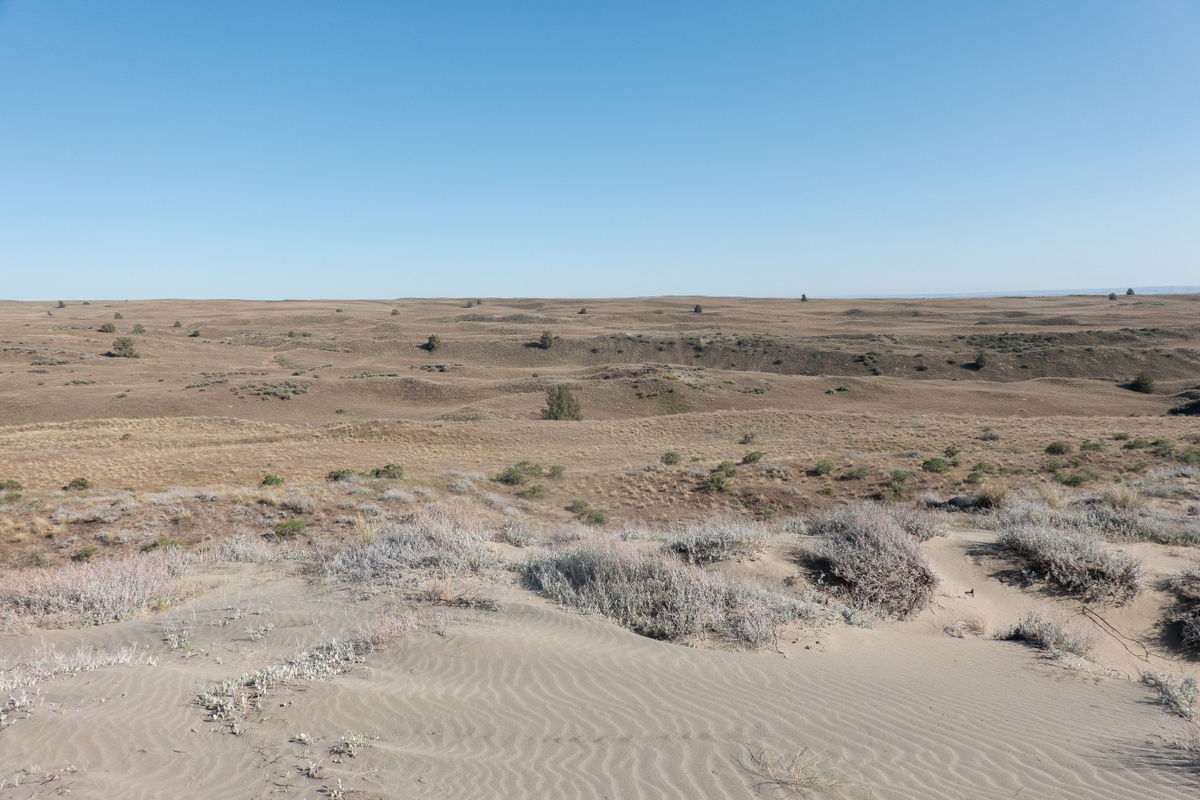 Juniper Dunes Wilderness — Washington Trails Association