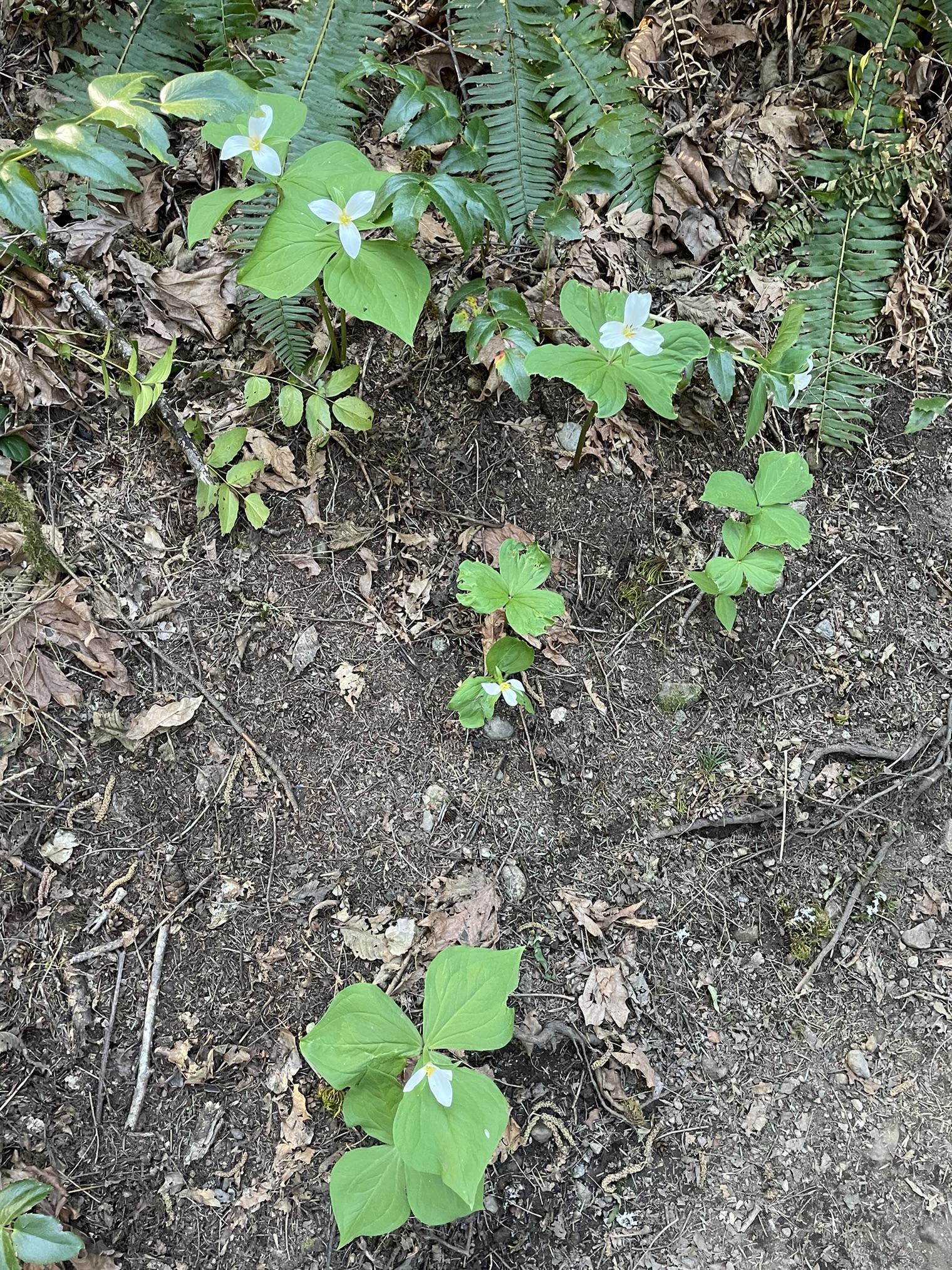 Poo Poo Point — Washington Trails Association