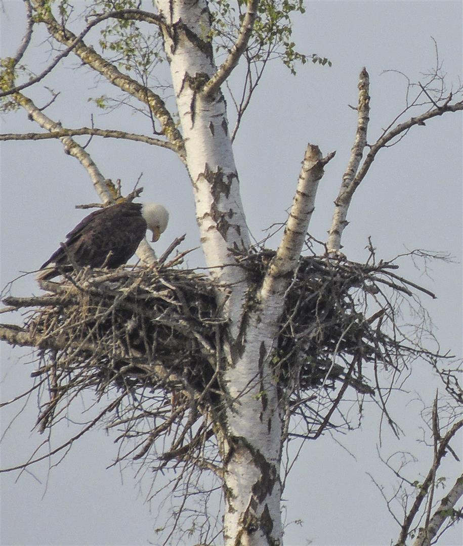 Skagit Wildlife Area — Washington Trails Association