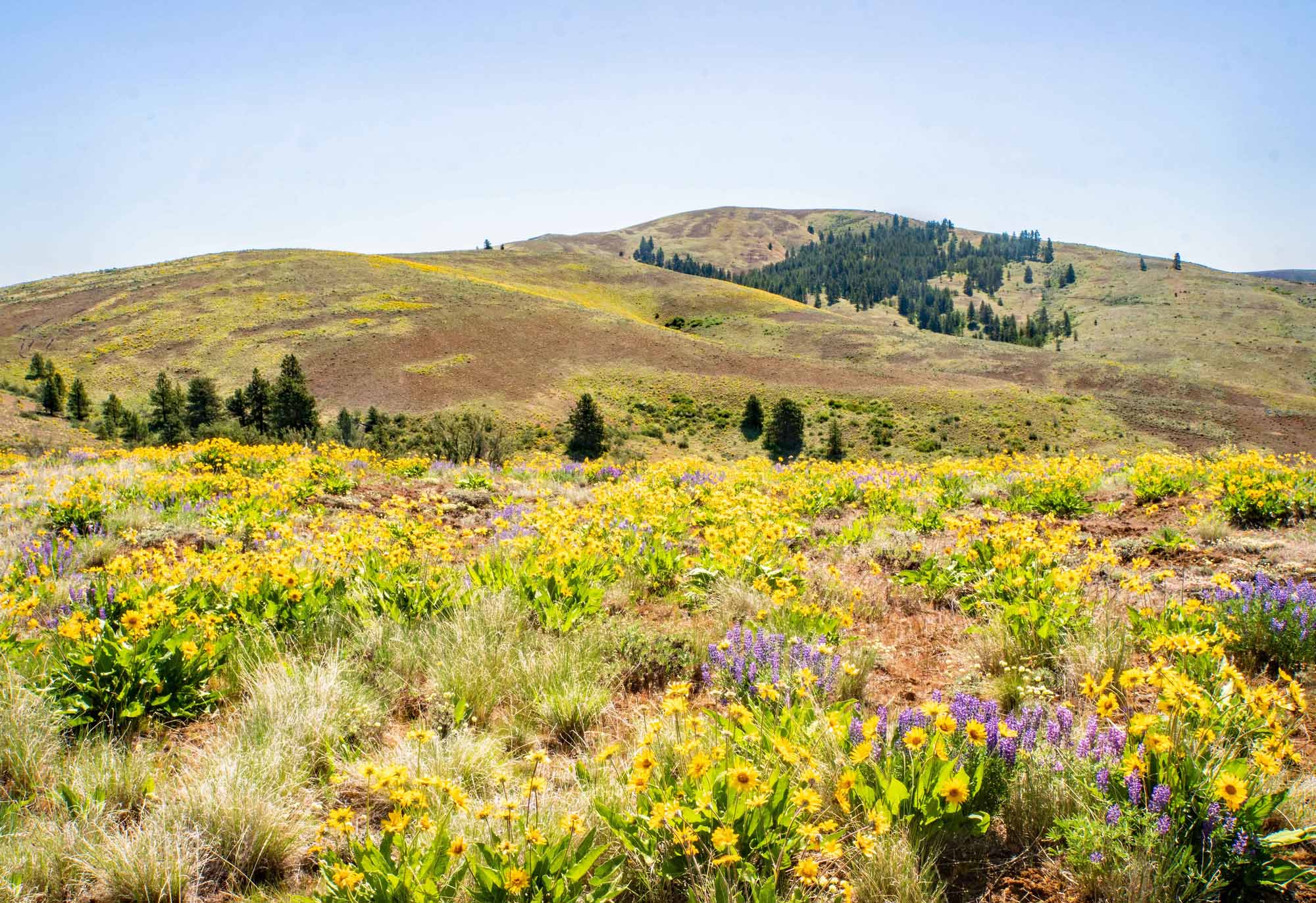 Umtanum Ridge Crest — Washington Trails Association