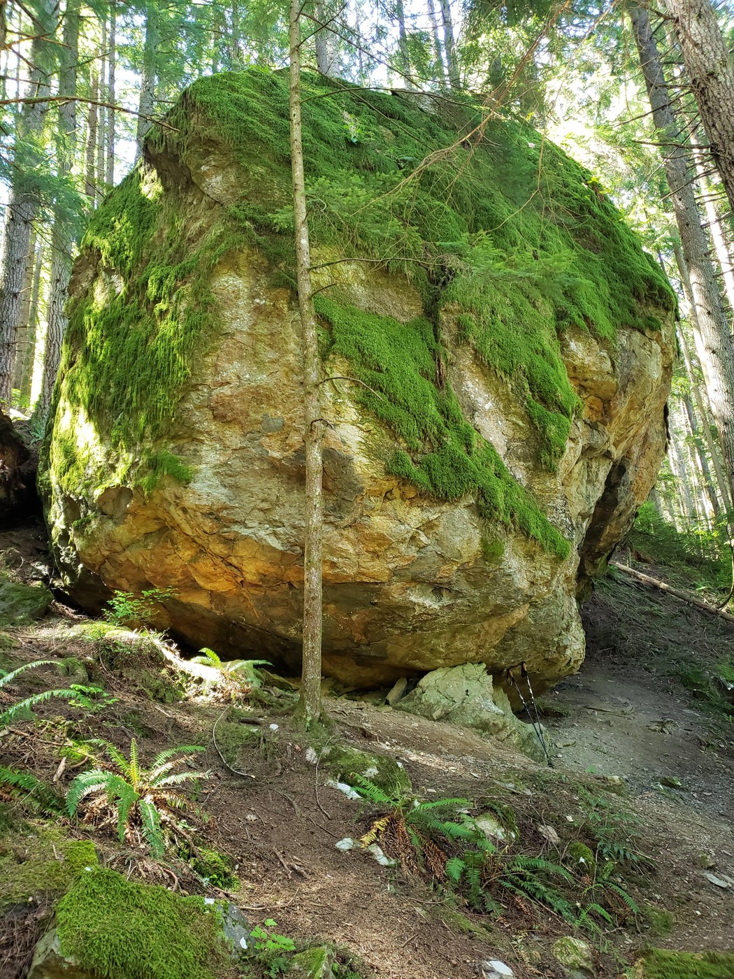 Lily and Lizard Lake Loop, North Butte, Oyster Dome — Washington Trails ...