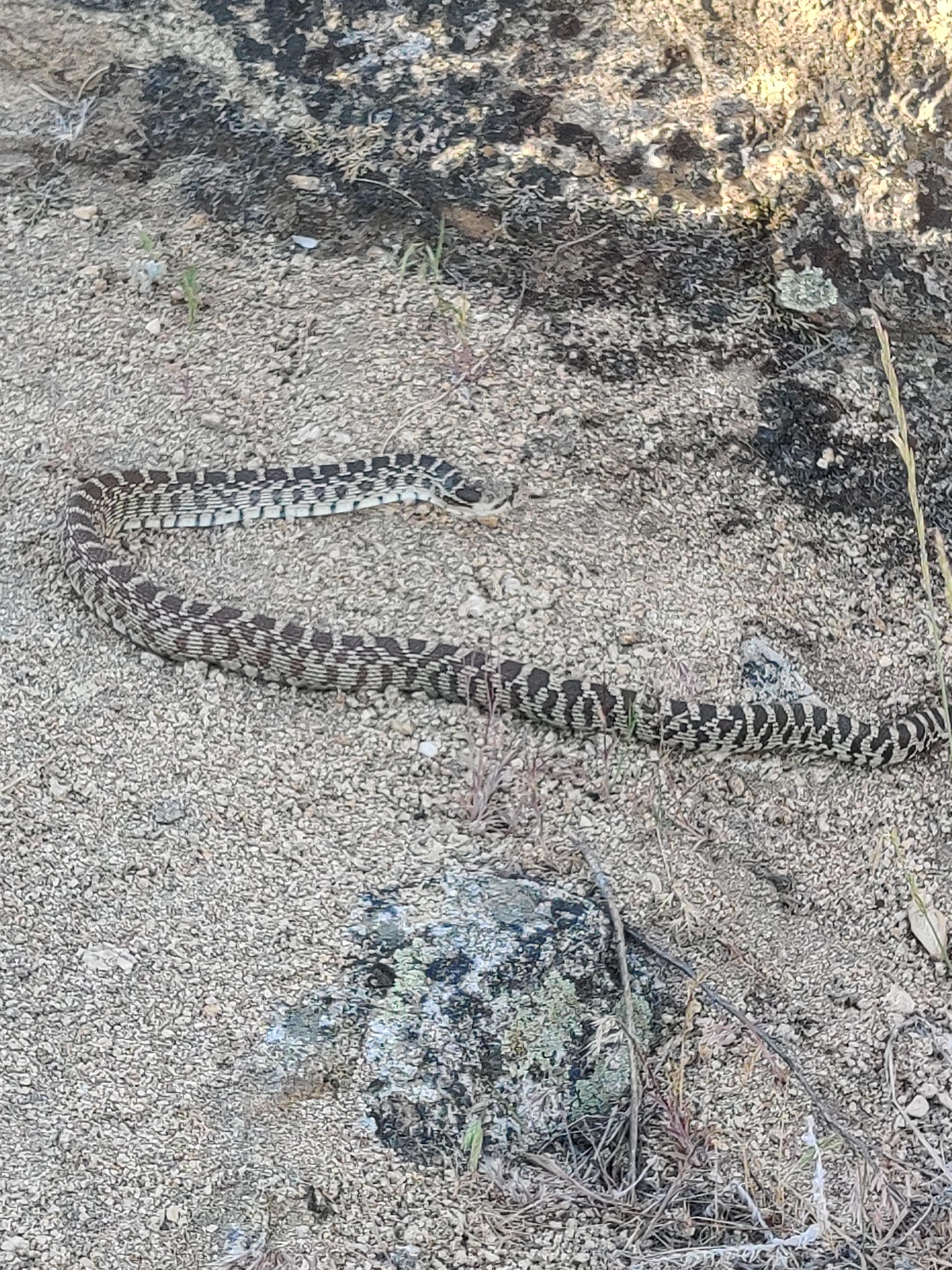 Old Wagon Road Trail, Northrup Canyon — Washington Trails Association