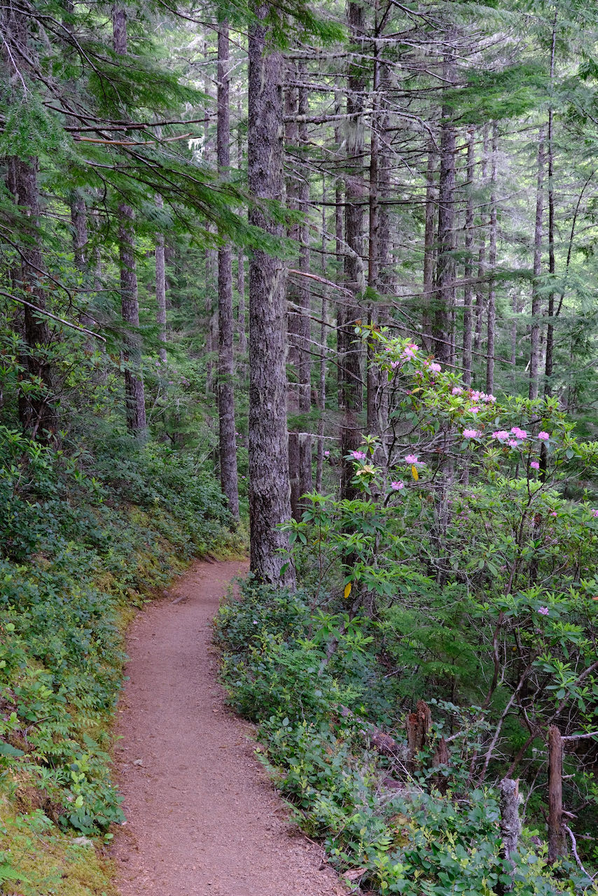Mount Walker — Washington Trails Association