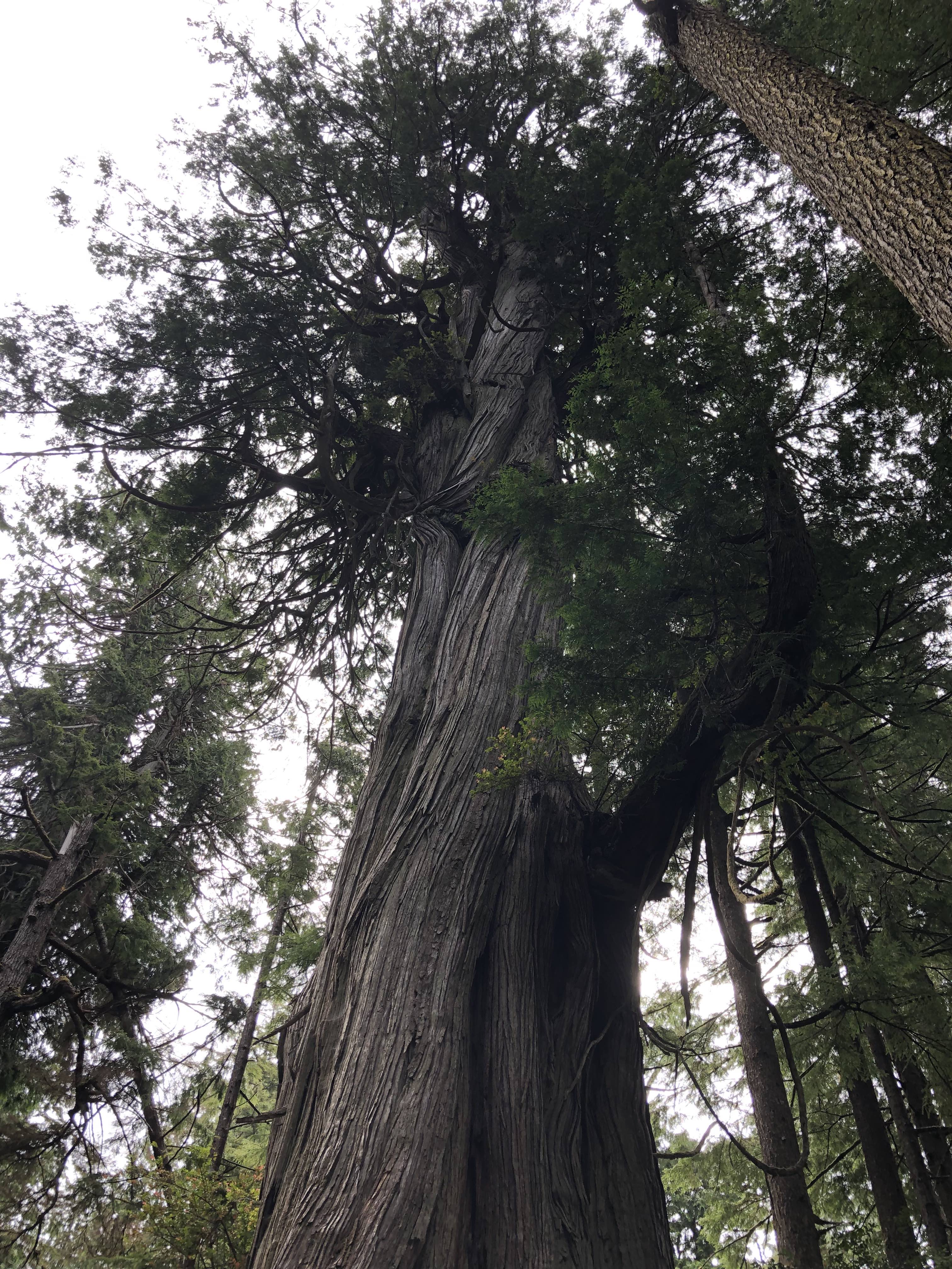 Big Cedar Tree - Kalaloch — Washington Trails Association