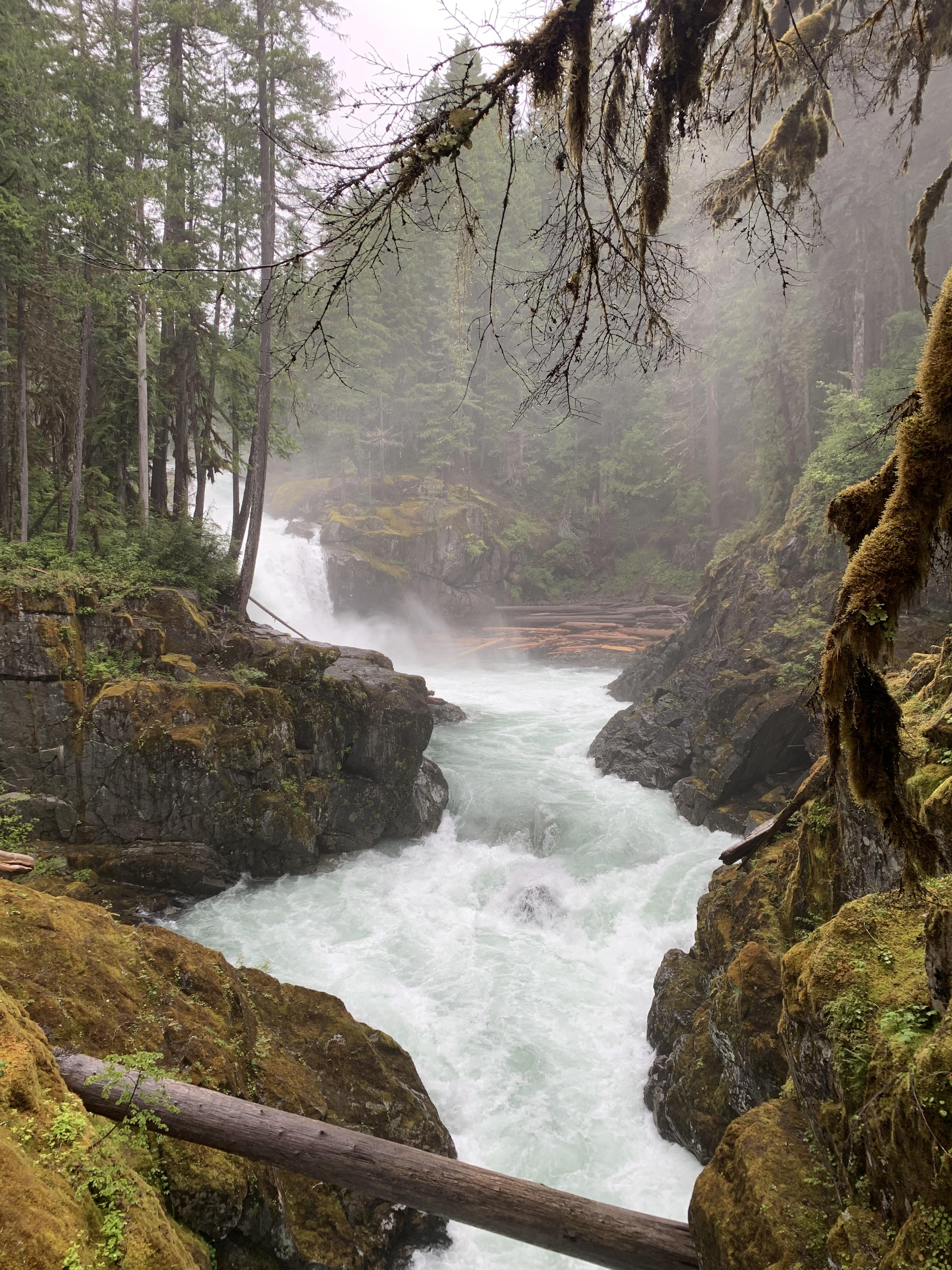 Silver Falls Loop, Grove of the Patriarchs Loop — Washington Trails ...