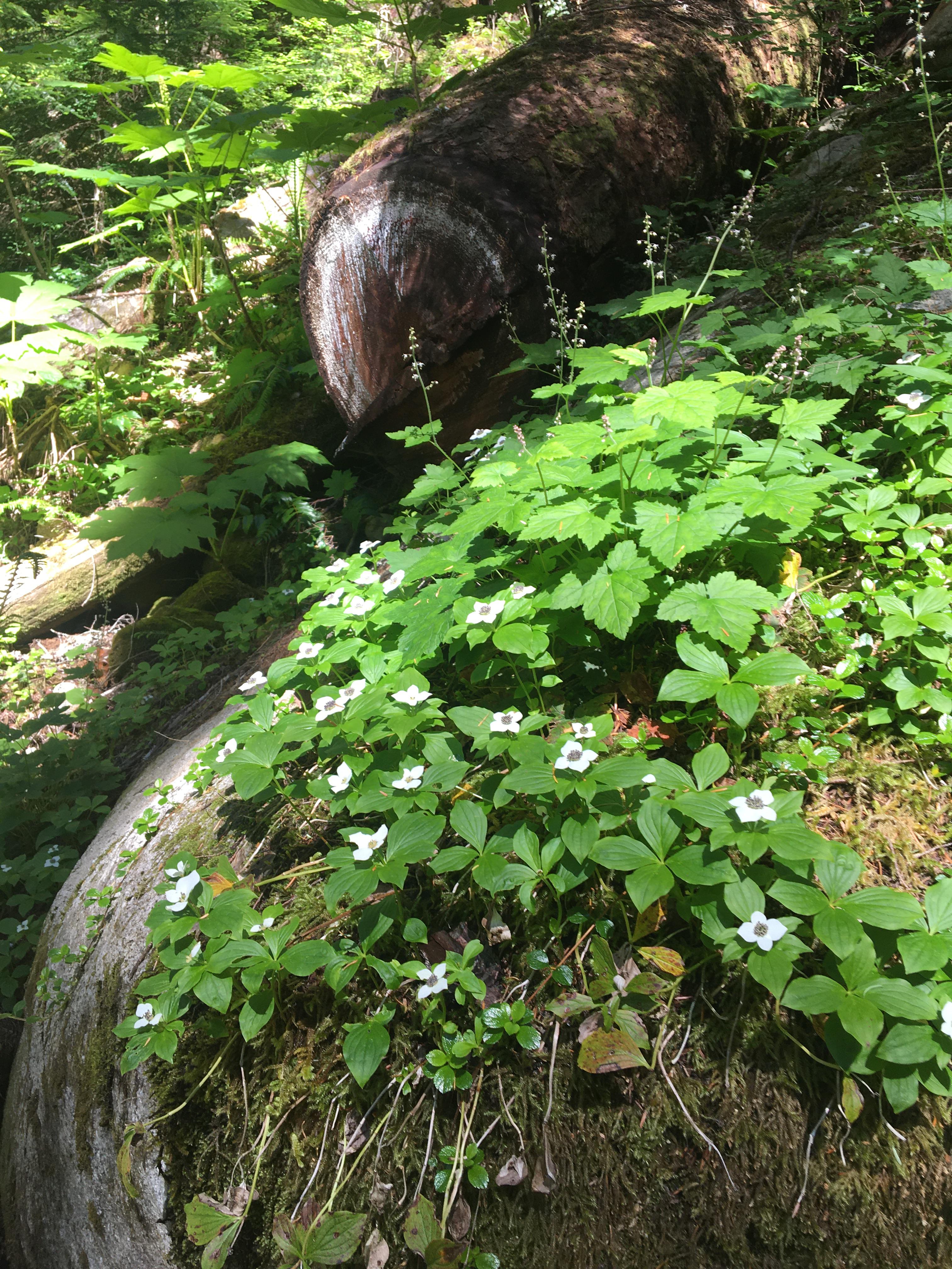 Dingford Creek-Hester Lake — Washington Trails Association