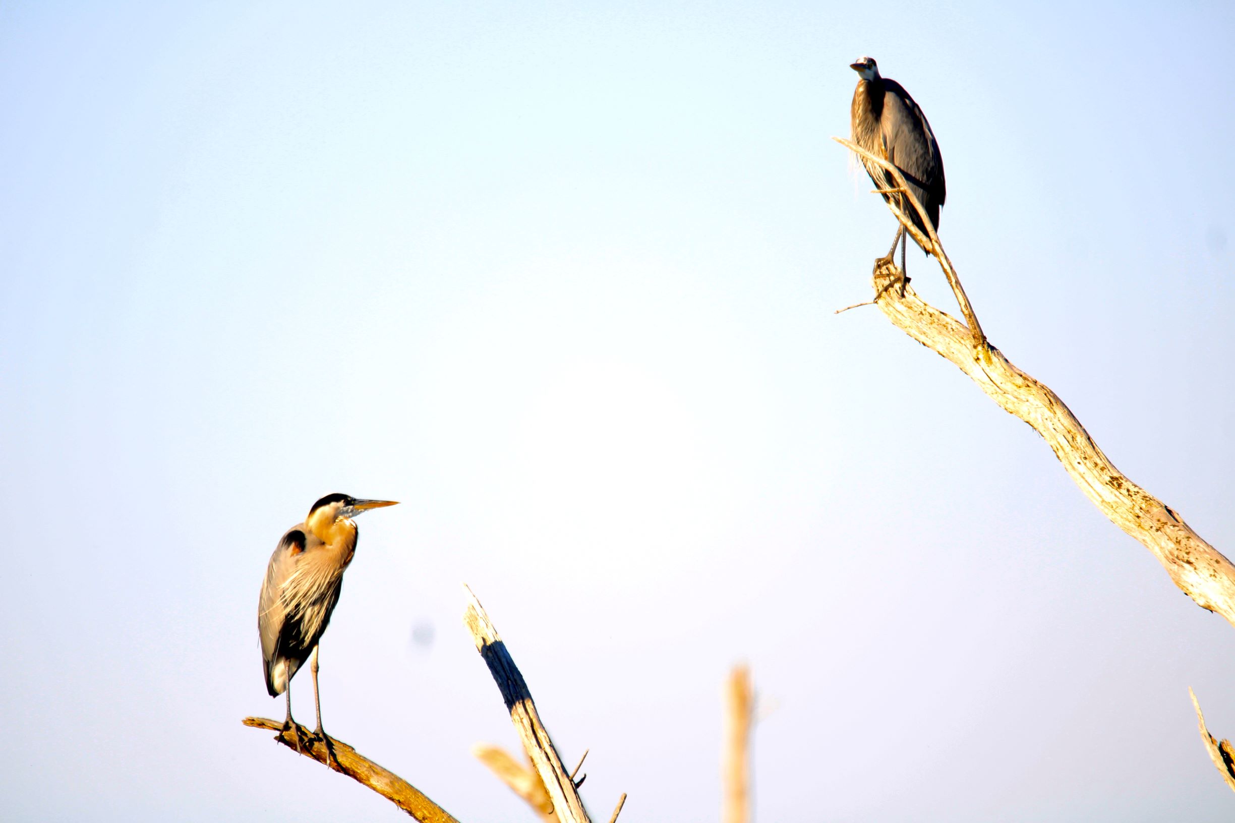 Skagit Wildlife Area — Washington Trails Association