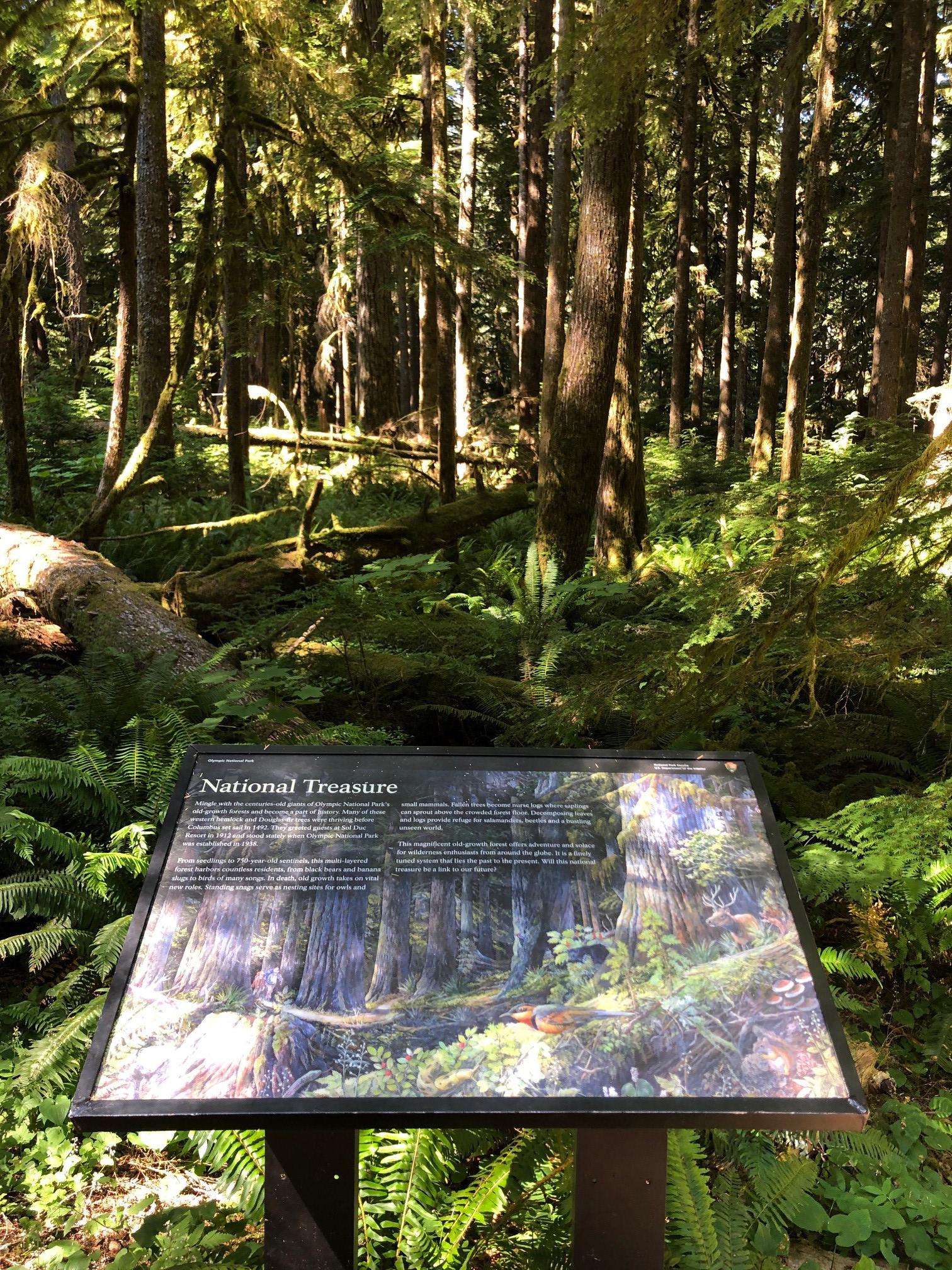 Ancient Groves — Washington Trails Association