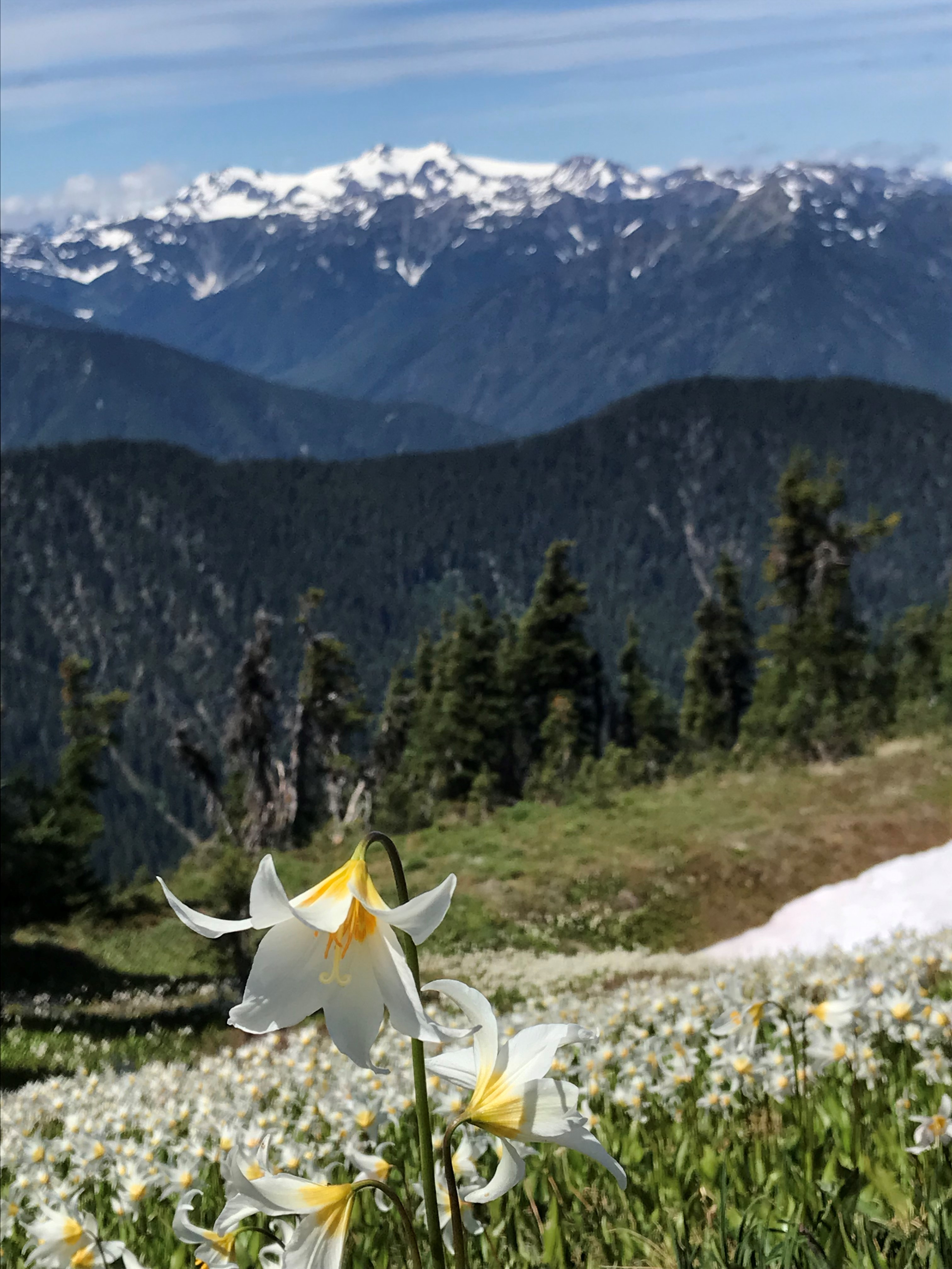 Lillian Ridge, Cameron Creek, Cameron Pass, Cameron-Lost Primitive ...