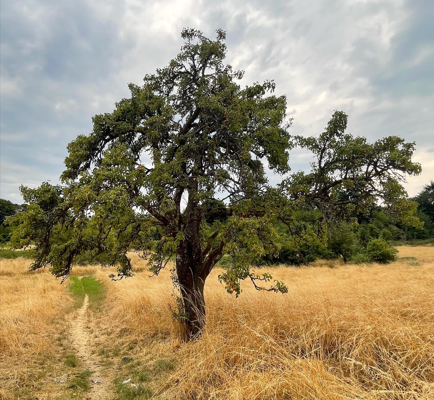 Fort Steilacoom Park — Washington Trails Association