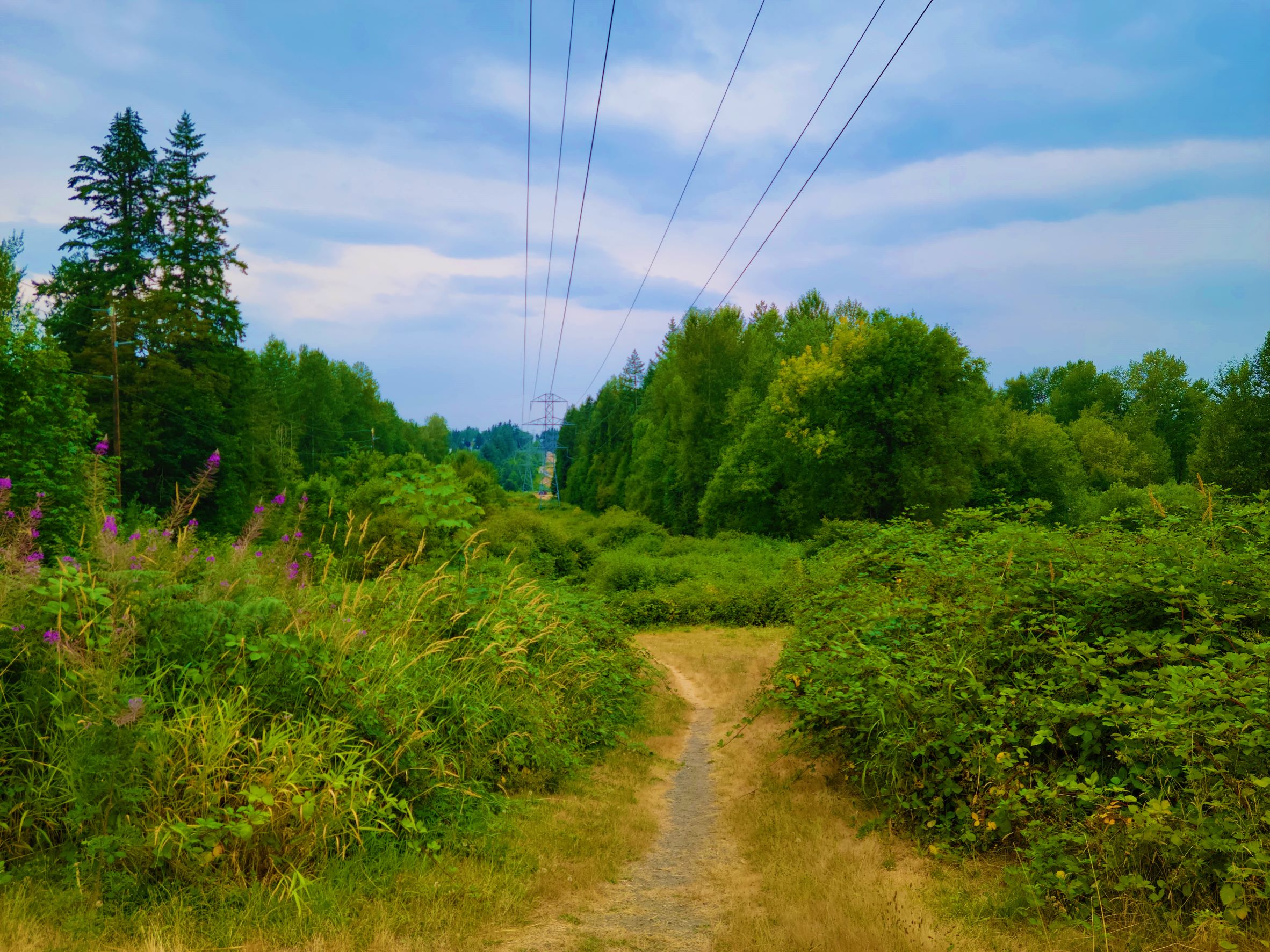 Redmond Powerline Trail — Washington Trails Association