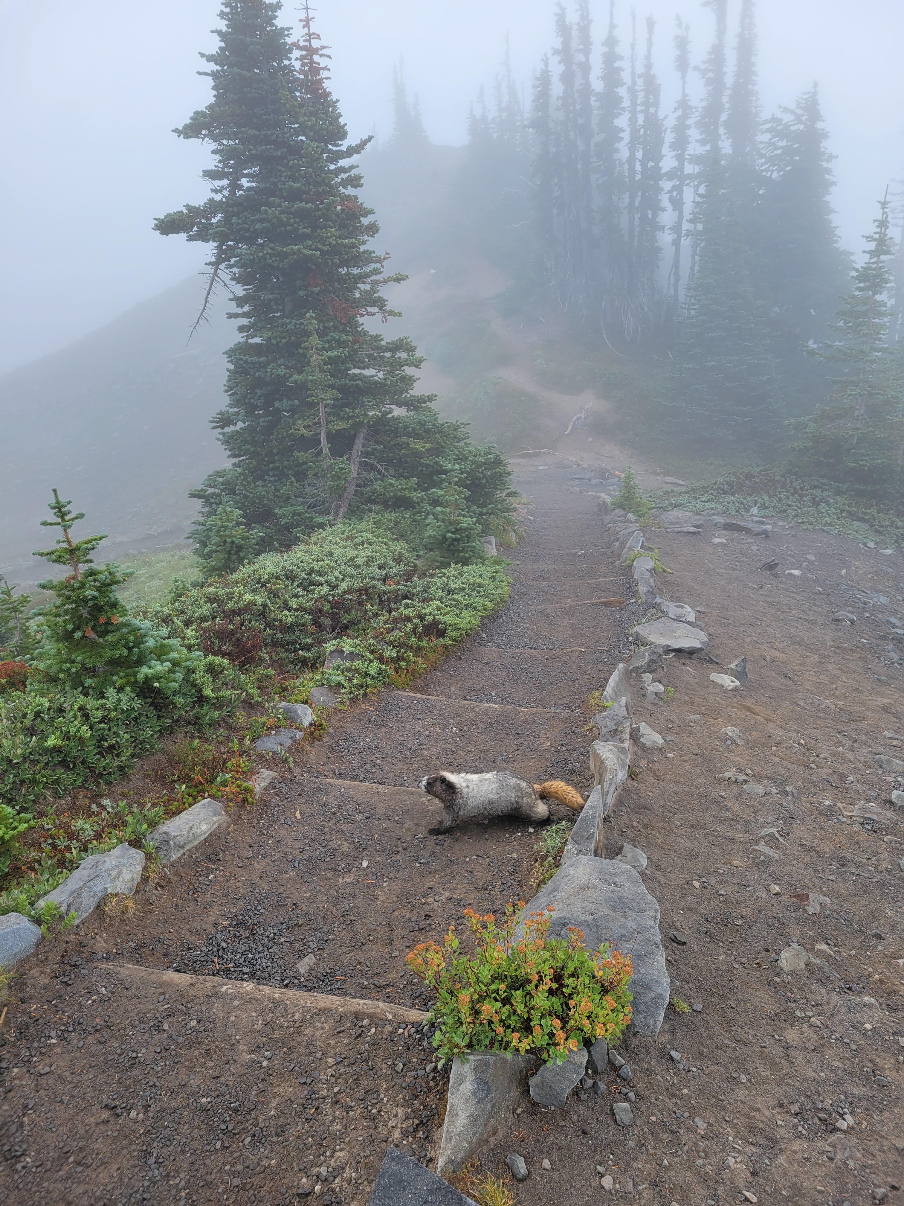 Skyline Trail Loop, Paradise — Washington Trails Association