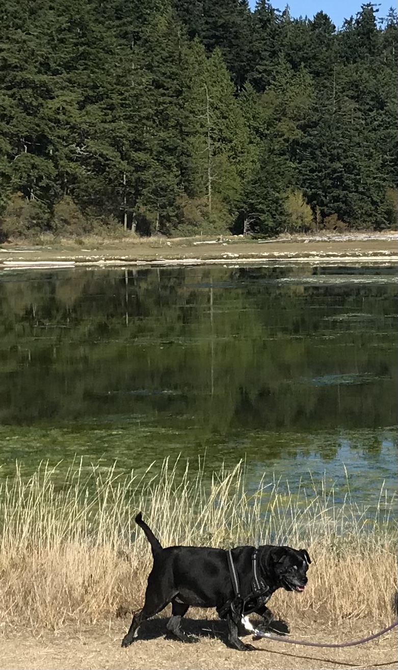 Shark Reef Sanctuary, Spencer Spit — Washington Trails Association