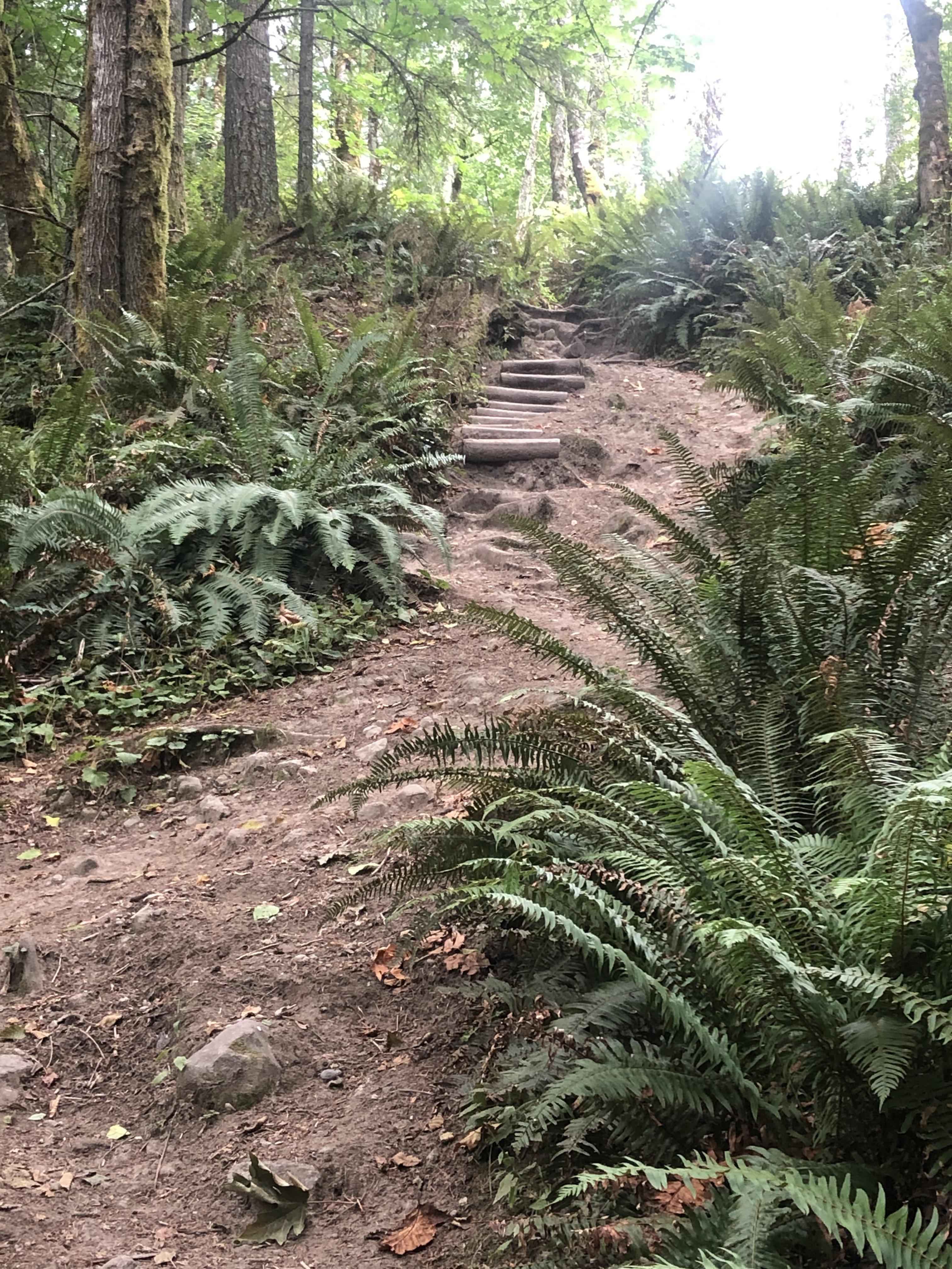 Tiger Mountain Trail, Cable Line Trail, West Tiger 3, Talus Rock Trail ...