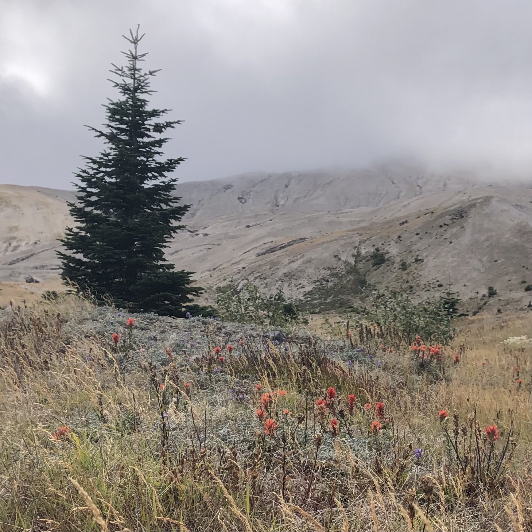 Truman Trail - Pumice Plains, Windy Trail, Loowit Falls — Washington ...