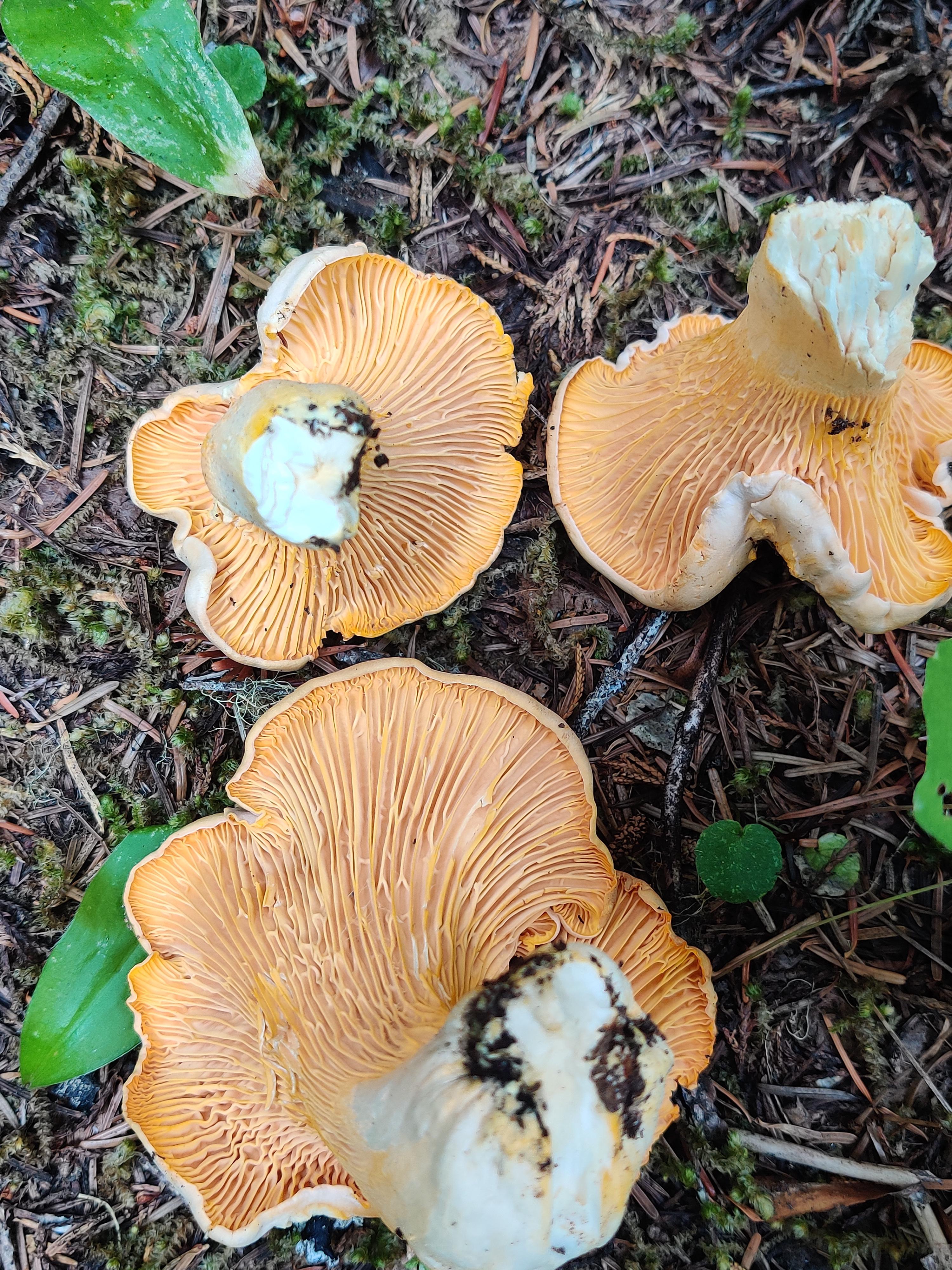 Indian Bar - Cowlitz Divide — Washington Trails Association