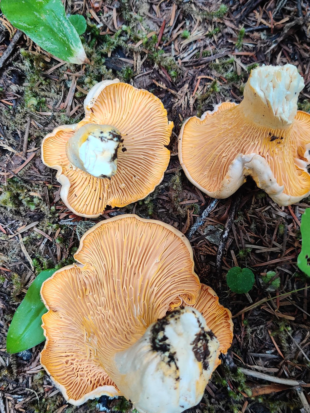 Indian Bar - Cowlitz Divide — Washington Trails Association