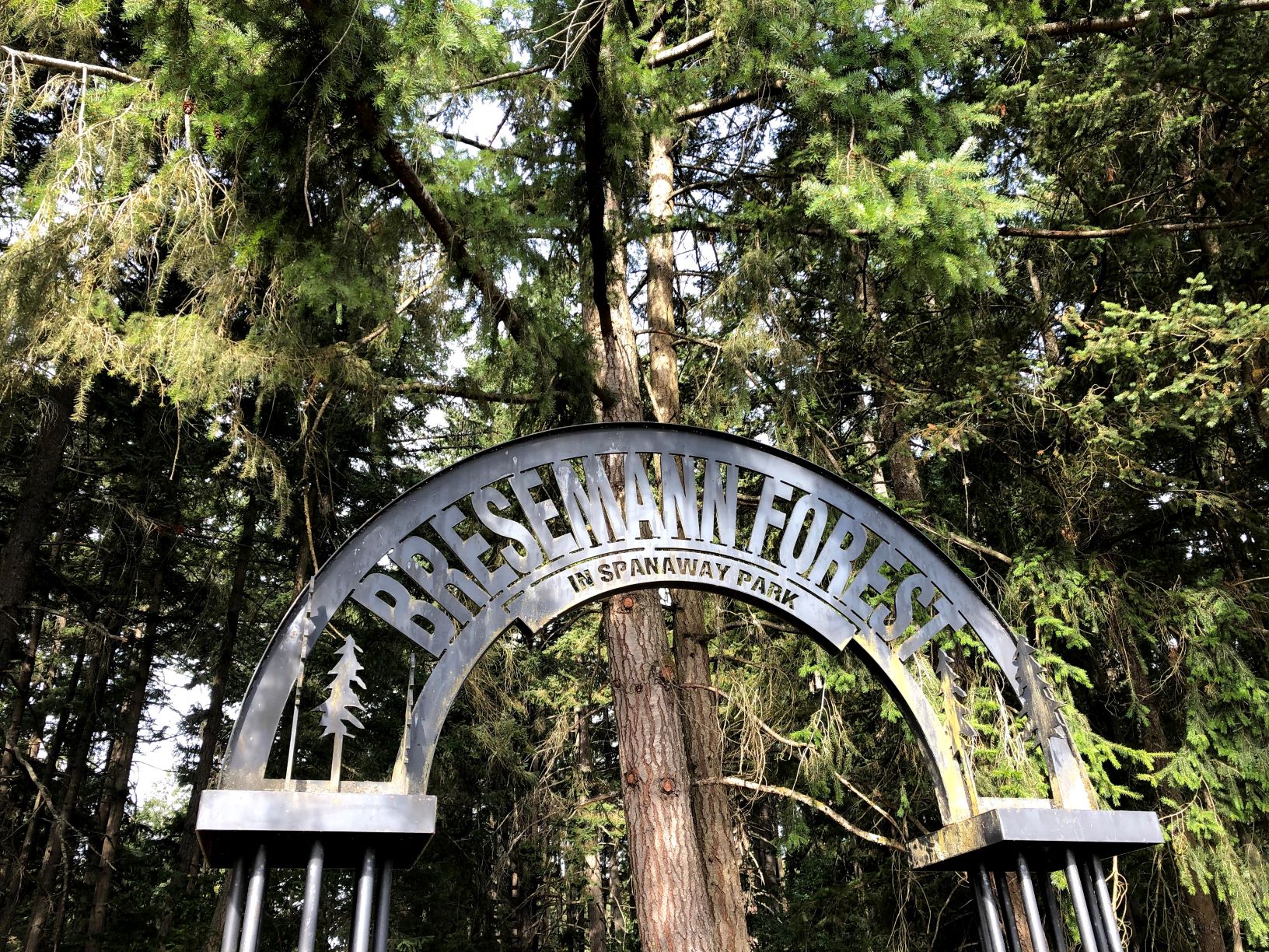 Bresemann Forest — Washington Trails Association