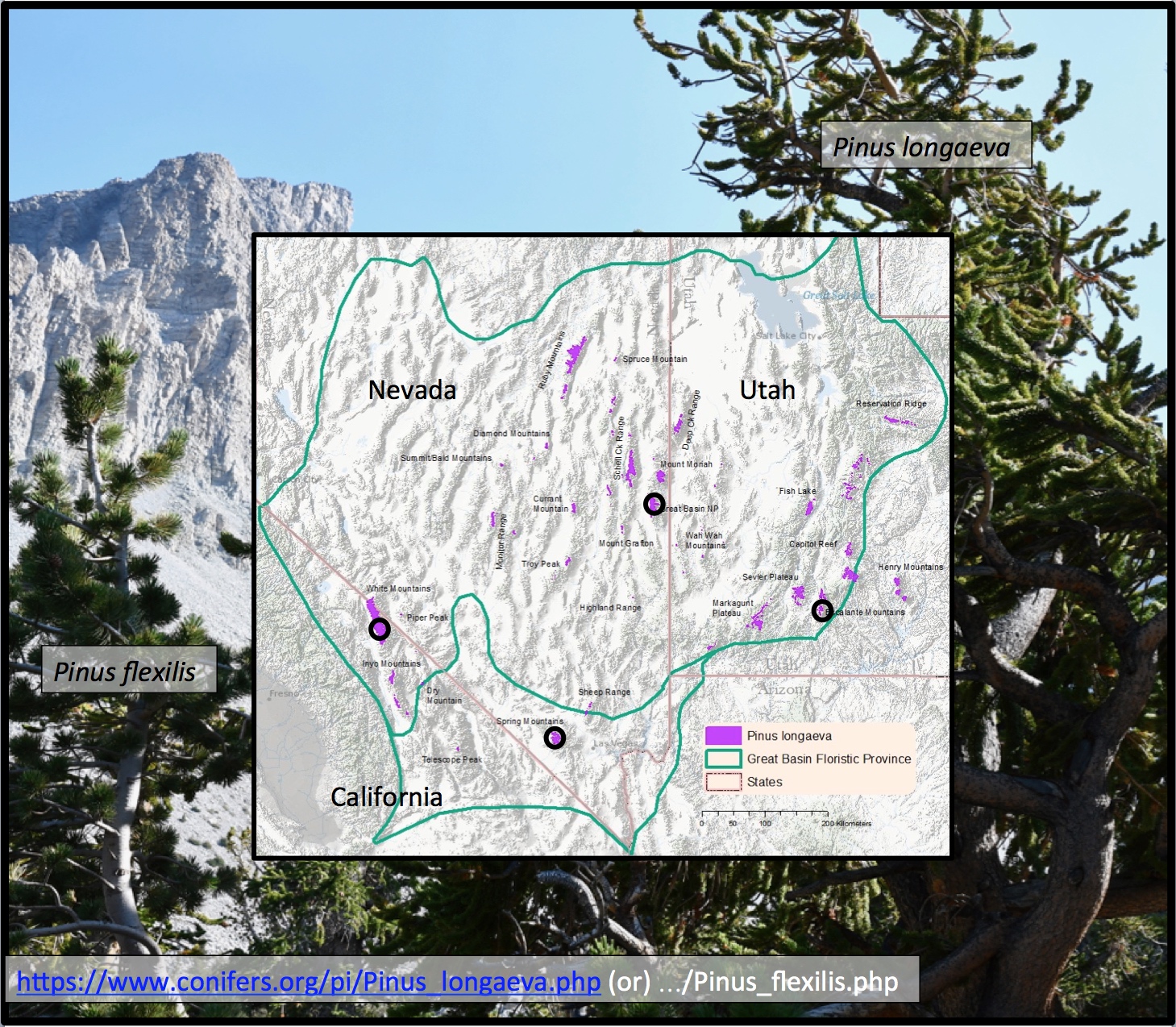 Big Tree Ridge, Lost Beagle, Red Cedars, Shangri La, Surprise Creek ...