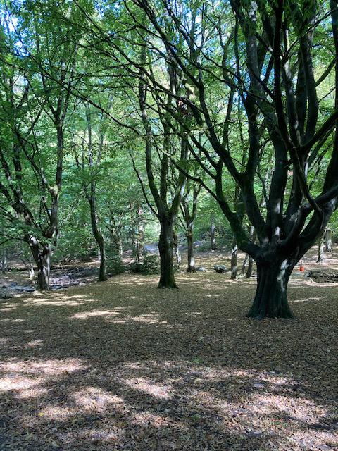 Camp Long — Washington Trails Association