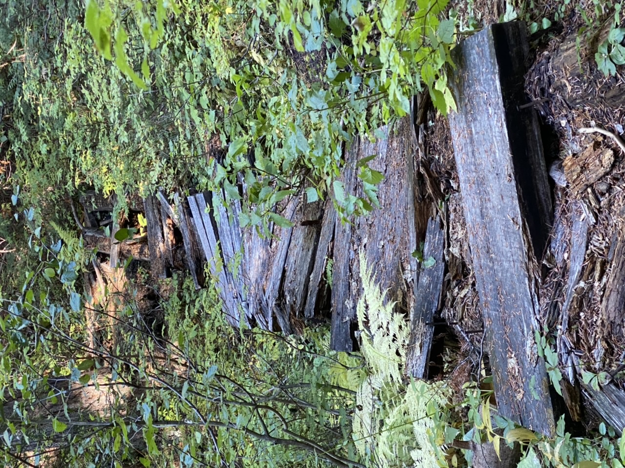 Lone Fir Loop — Washington Trails Association