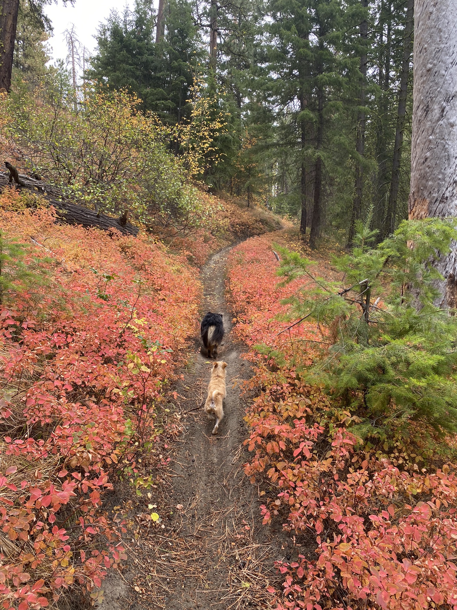 Red Hill — Washington Trails Association