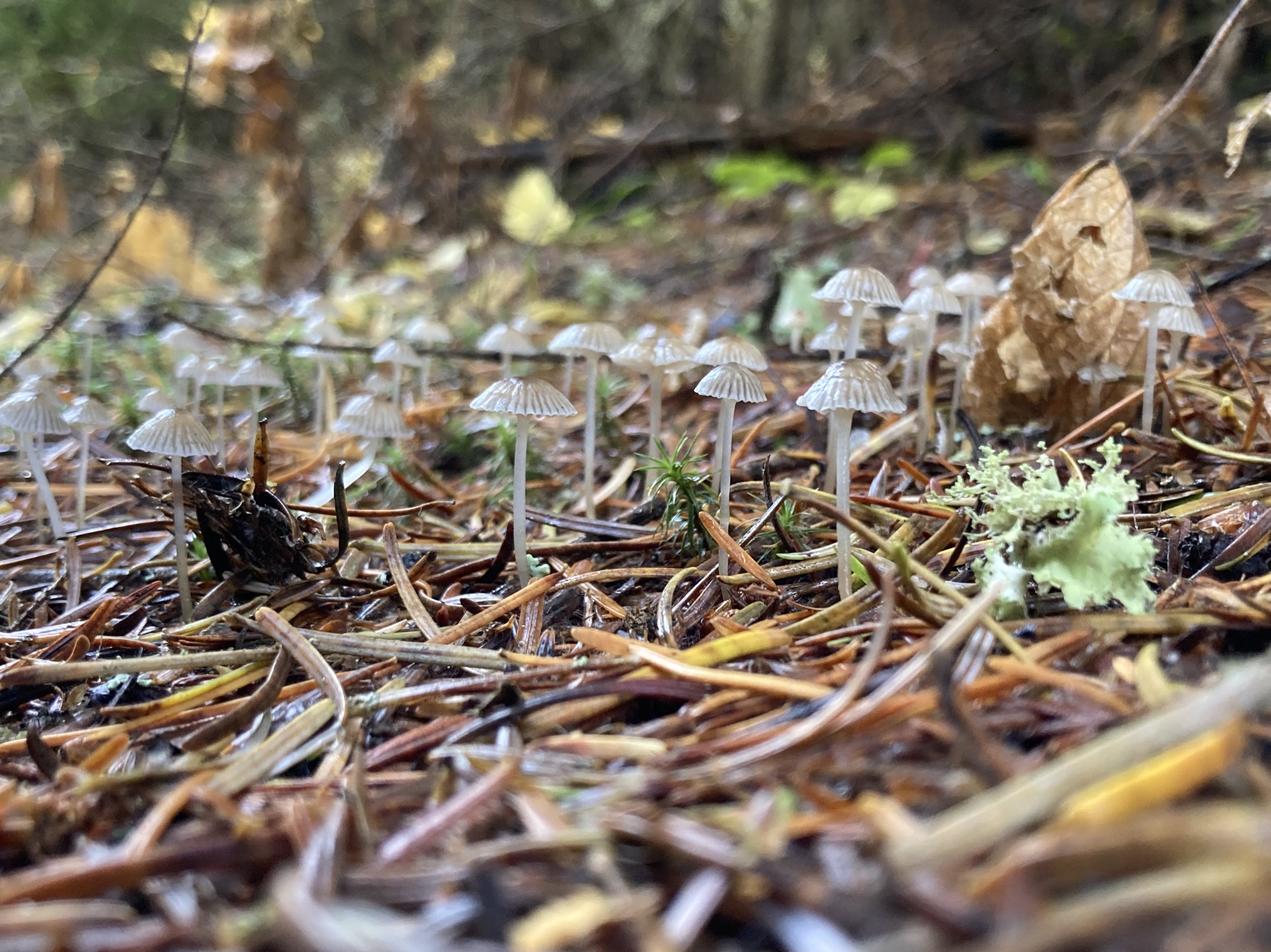 Hauser Lake Conservation Area — Washington Trails Association