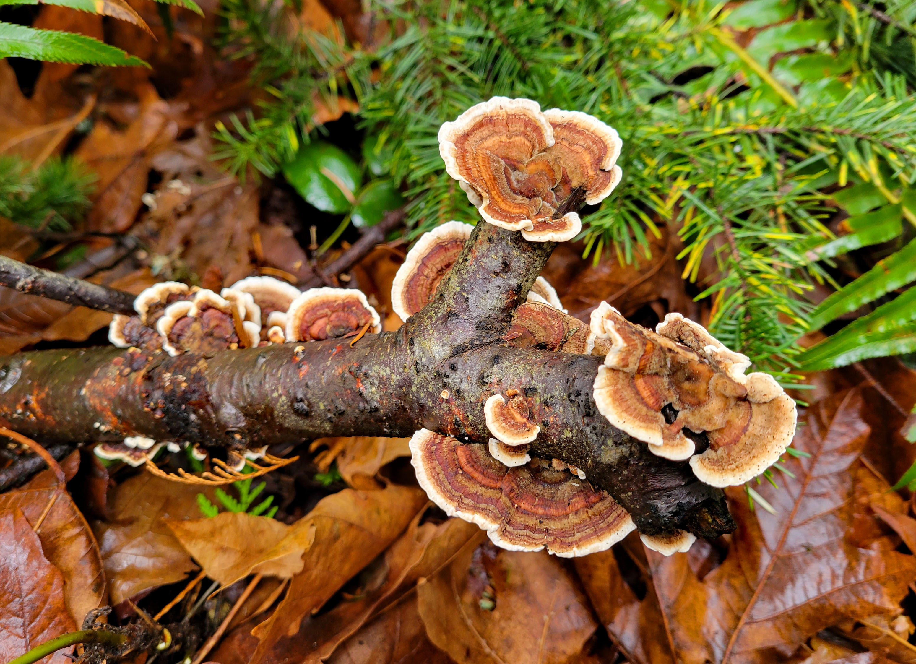 Big Tree Ridge, Surprise Creek — Washington Trails Association