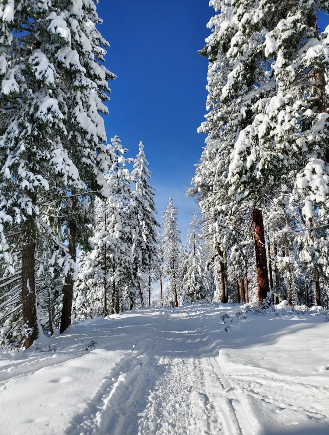 Nason Ridge Snowshoe — Washington Trails Association
