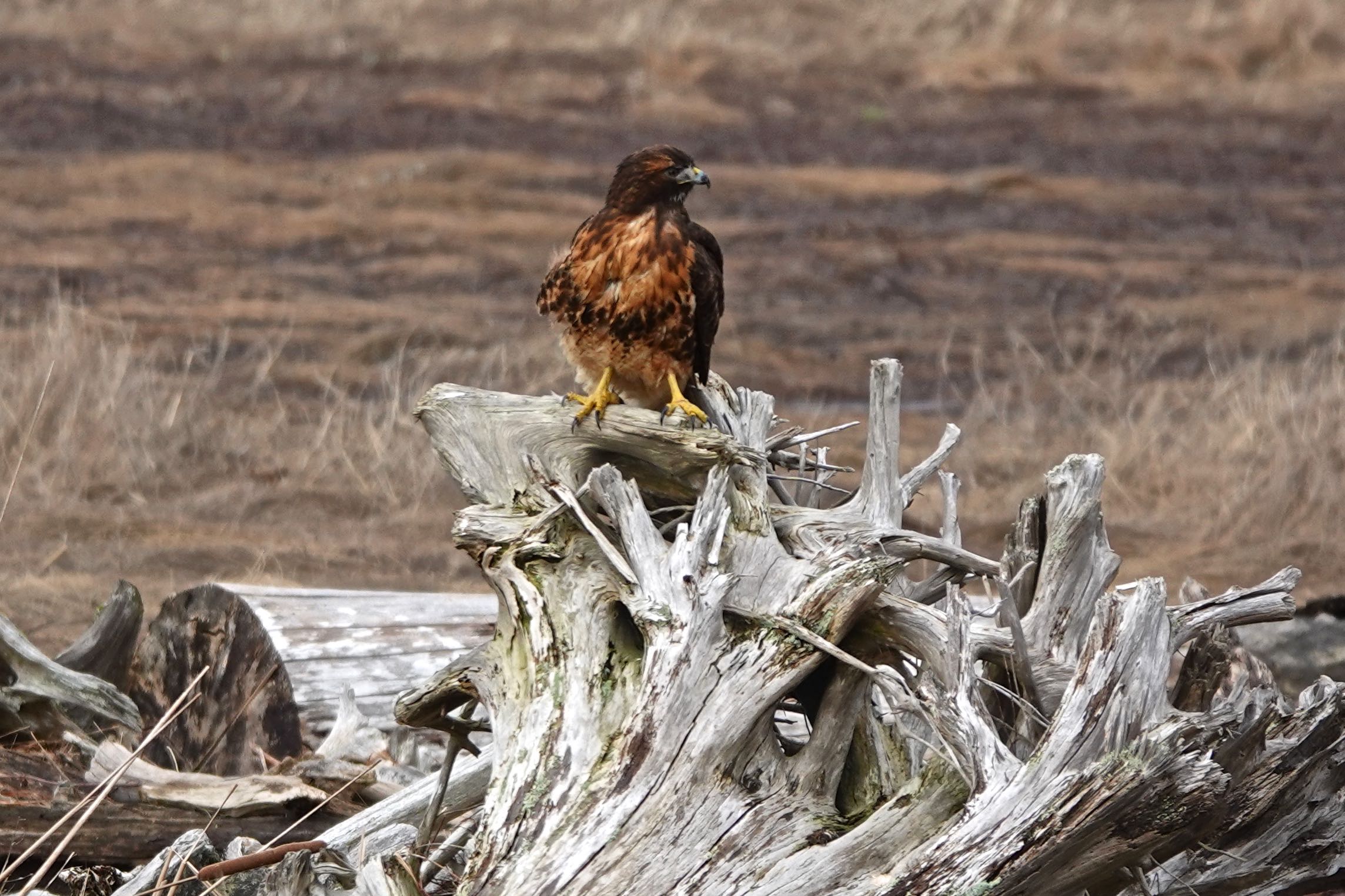 Skagit Wildlife Area — Washington Trails Association