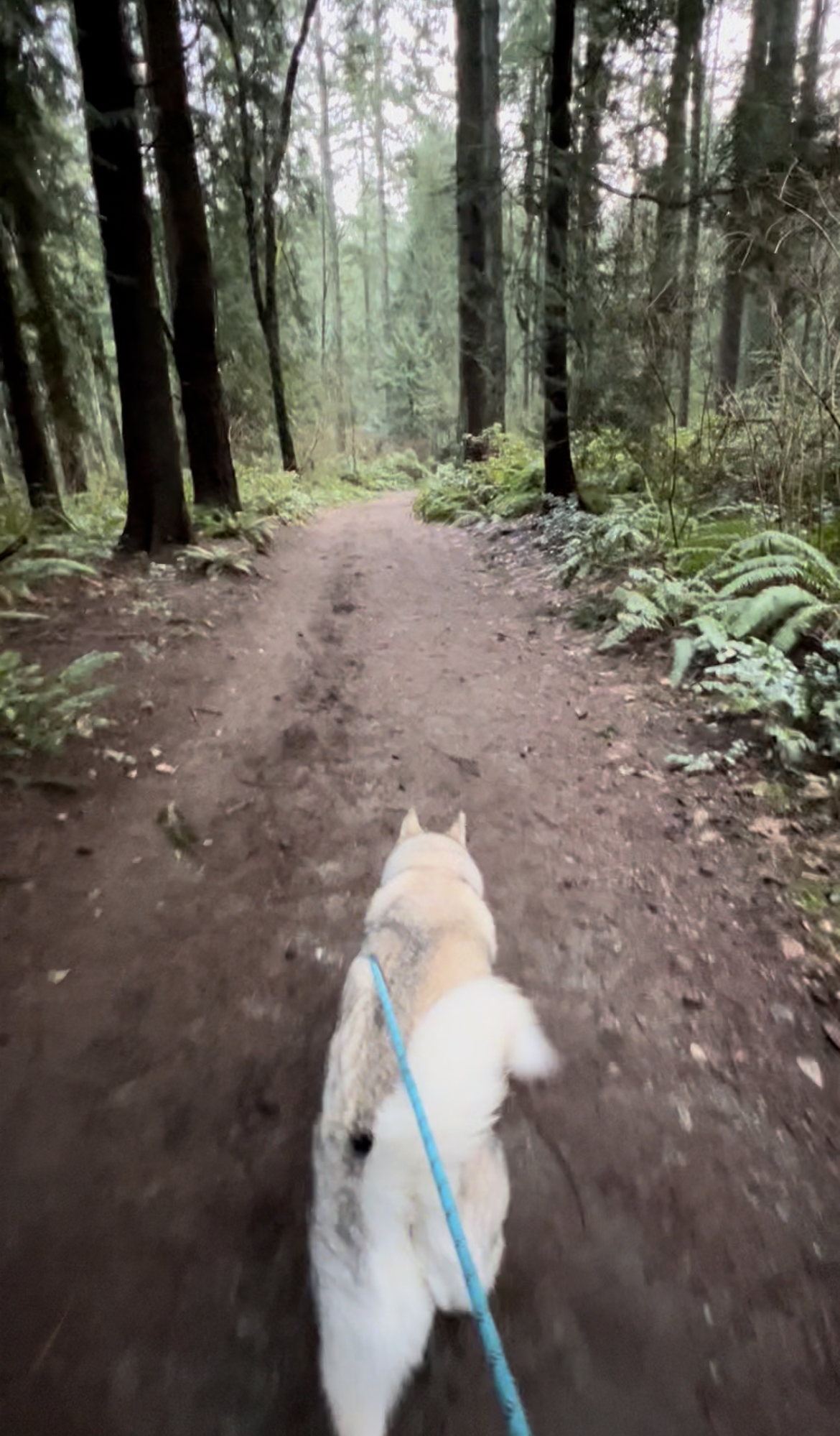 Bridle Trails State Park — Washington Trails Association