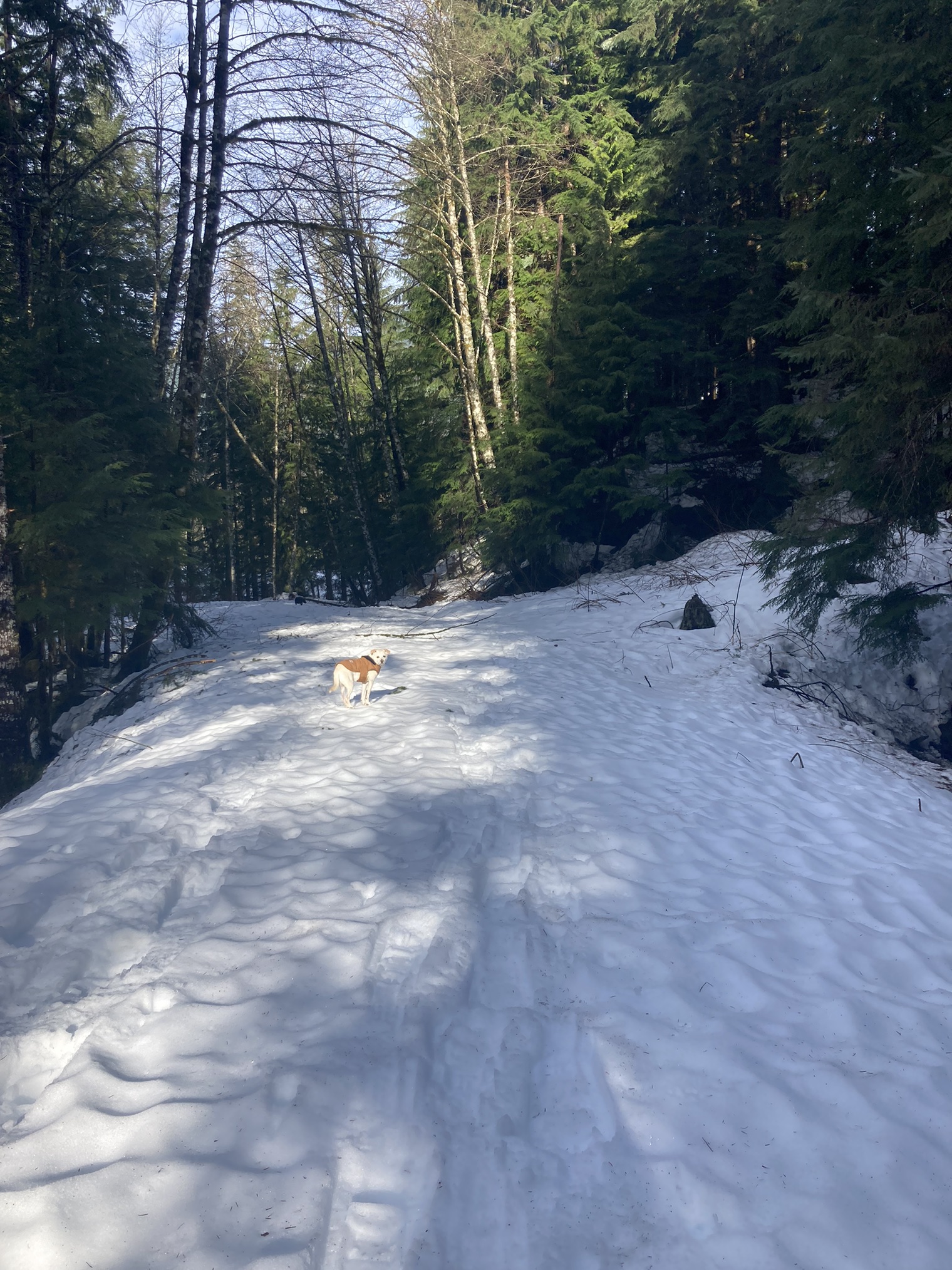 Sultan River Canyon Trail — Washington Trails Association