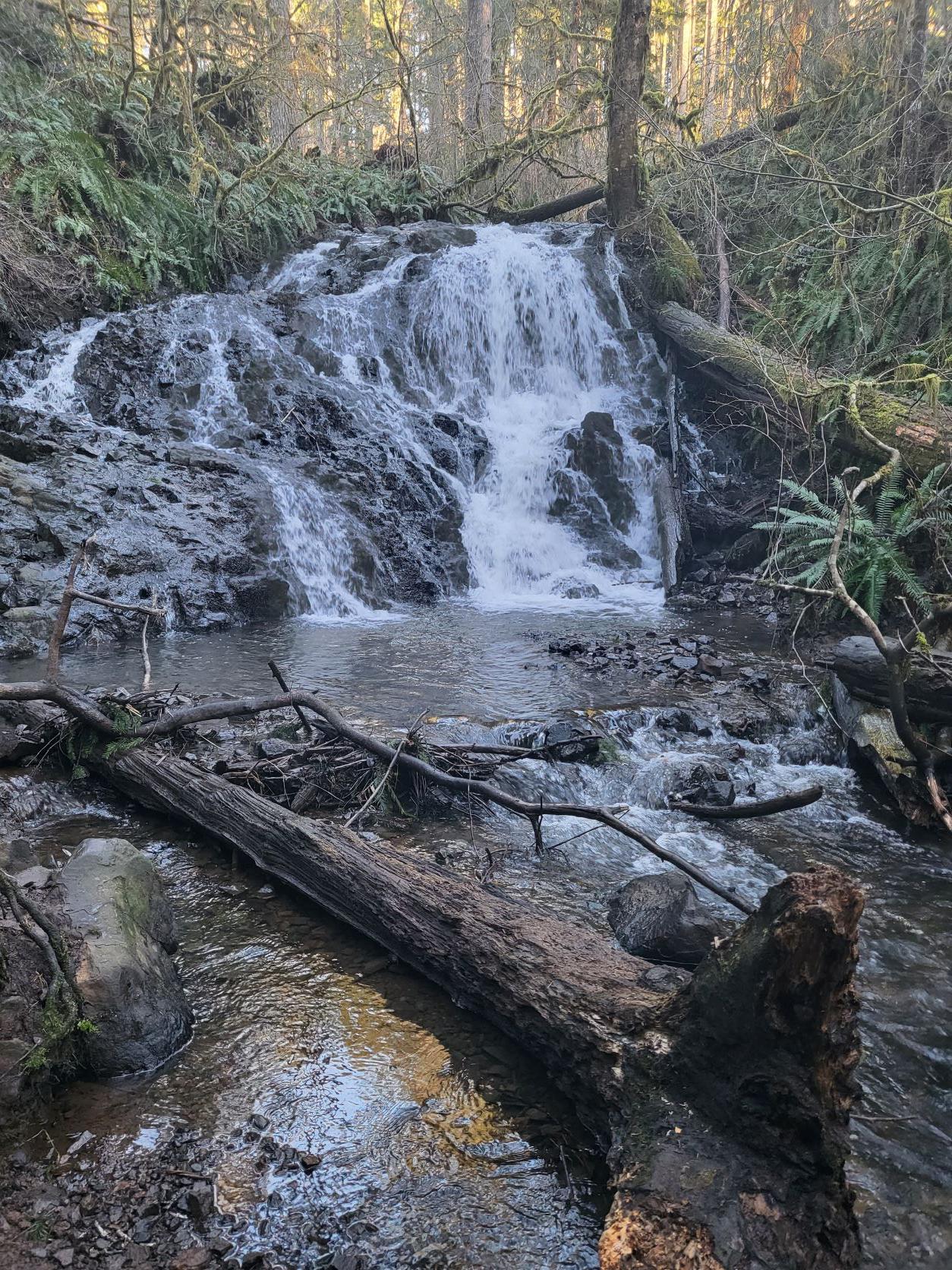 Capitol State Forest - Mima Falls Loop — Washington Trails Association