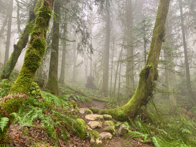 Big Tree Ridge, Surprise Creek, Shangri La, No Name — Washington Trails ...