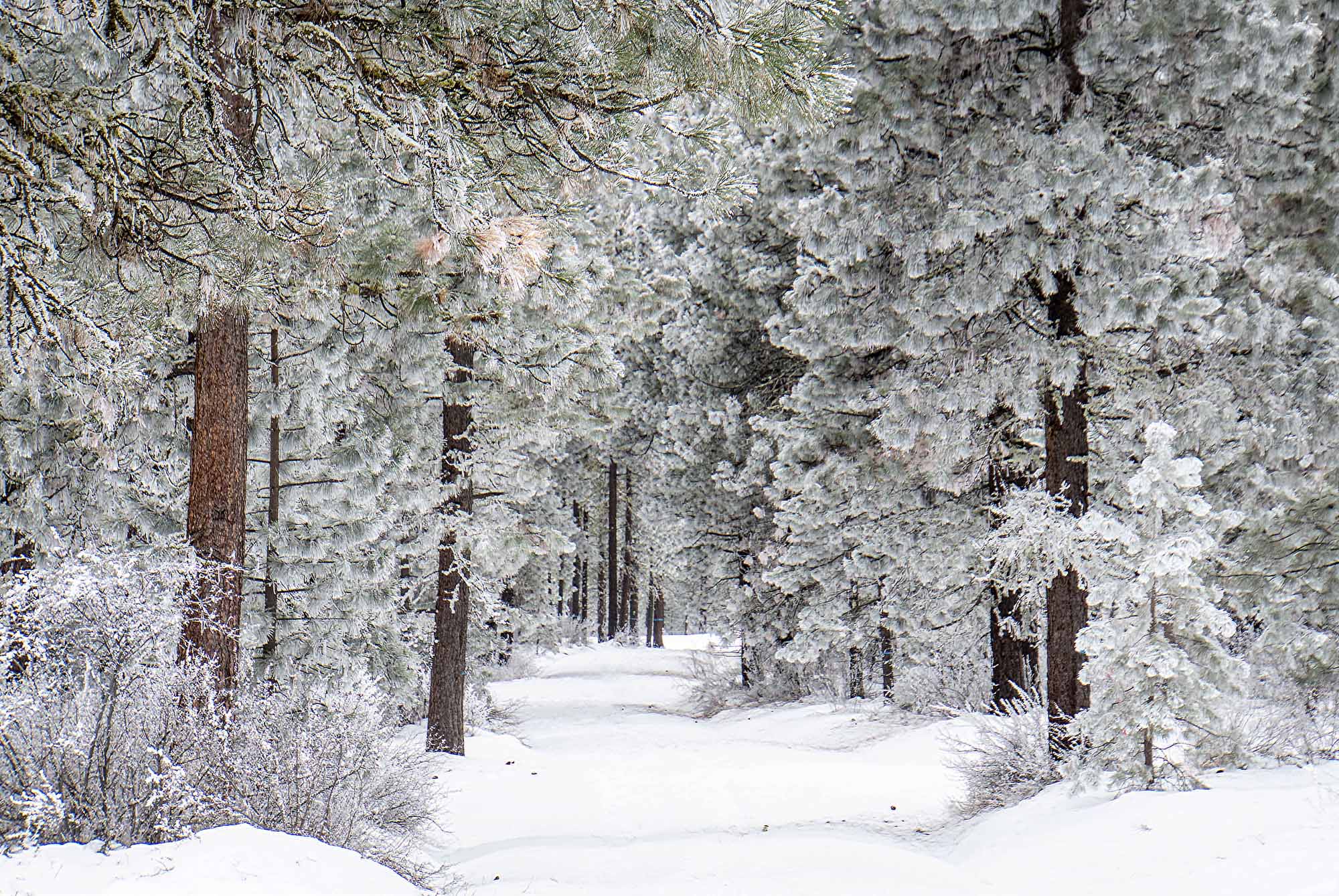 Manastash Ridge - Observatory Road — Washington Trails Association