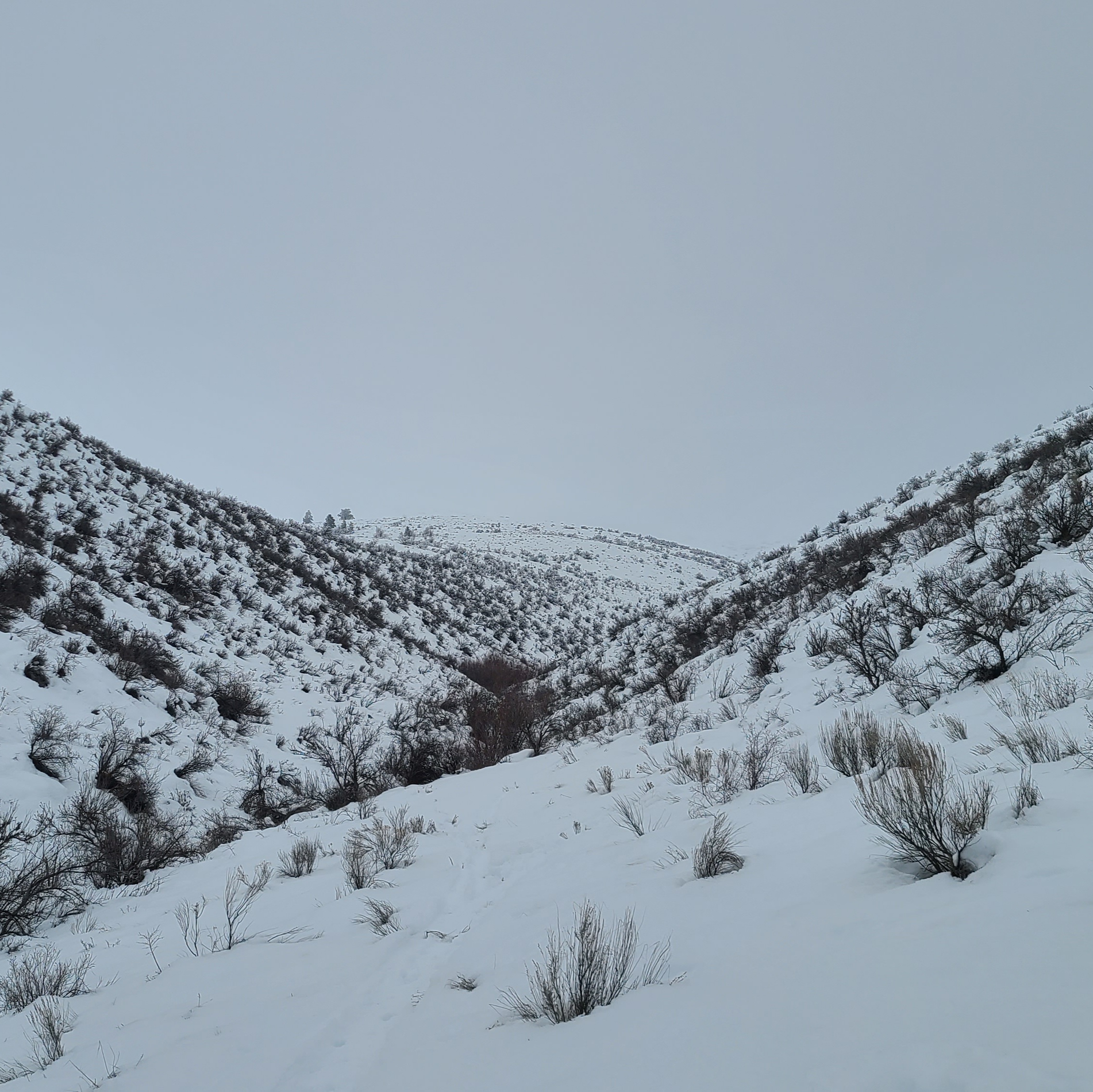 Manastash Ridge — Washington Trails Association