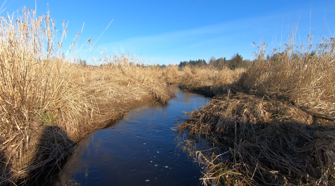 North Creek Trail — Washington Trails Association