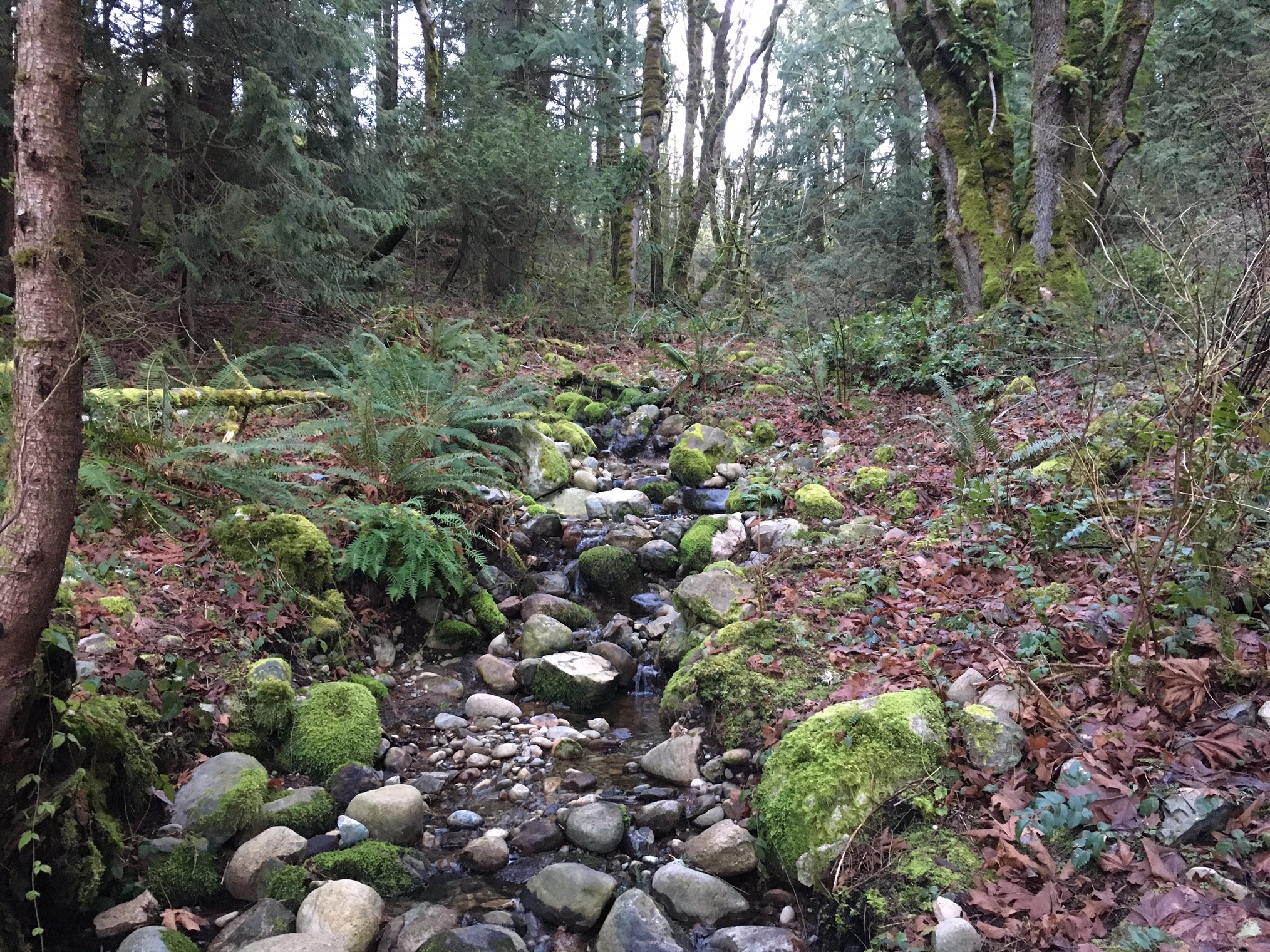 Grand Ridge Park — Washington Trails Association