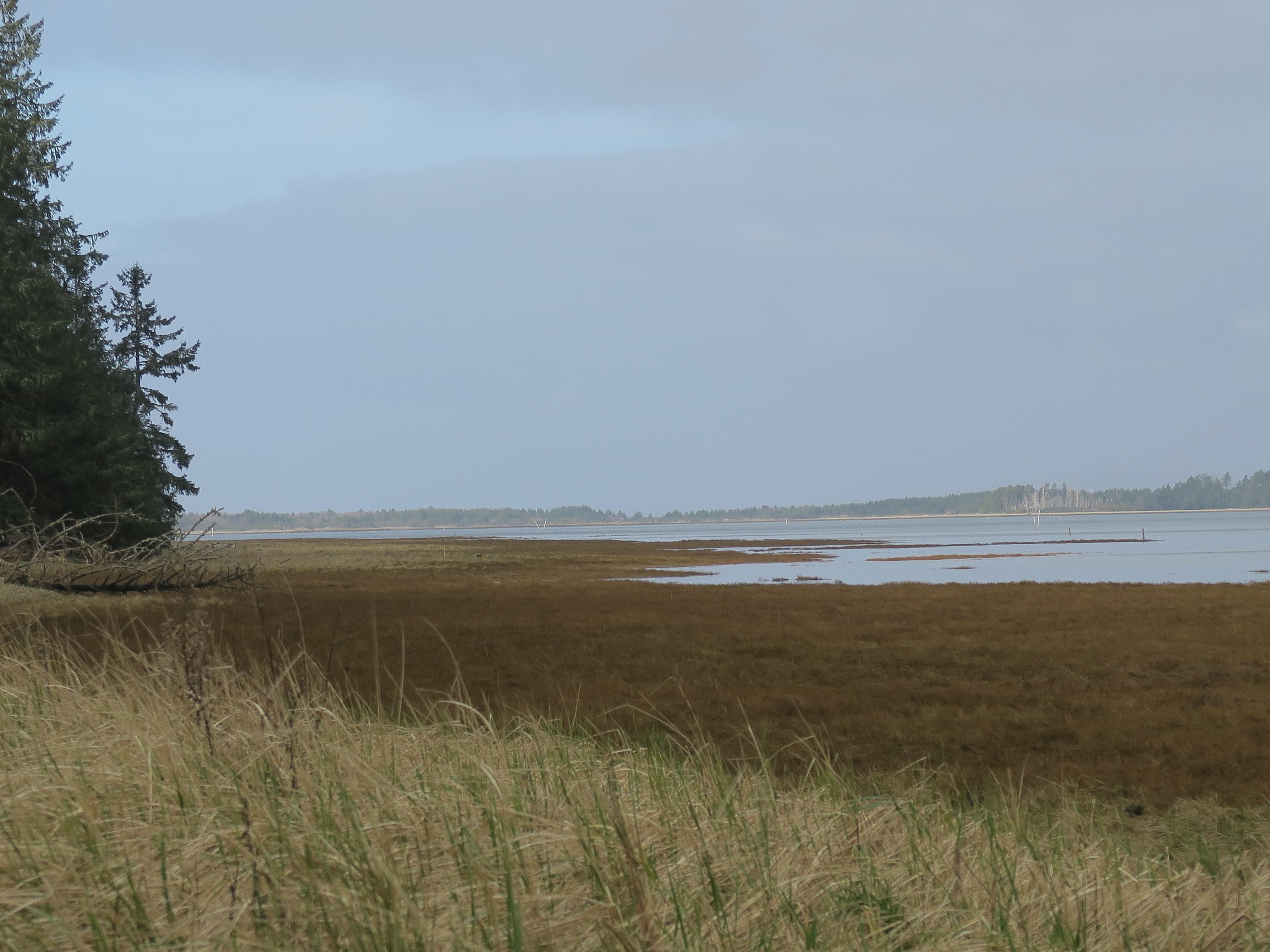 Leadbetter Point State Park - Dune Forest Loop — Washington Trails ...
