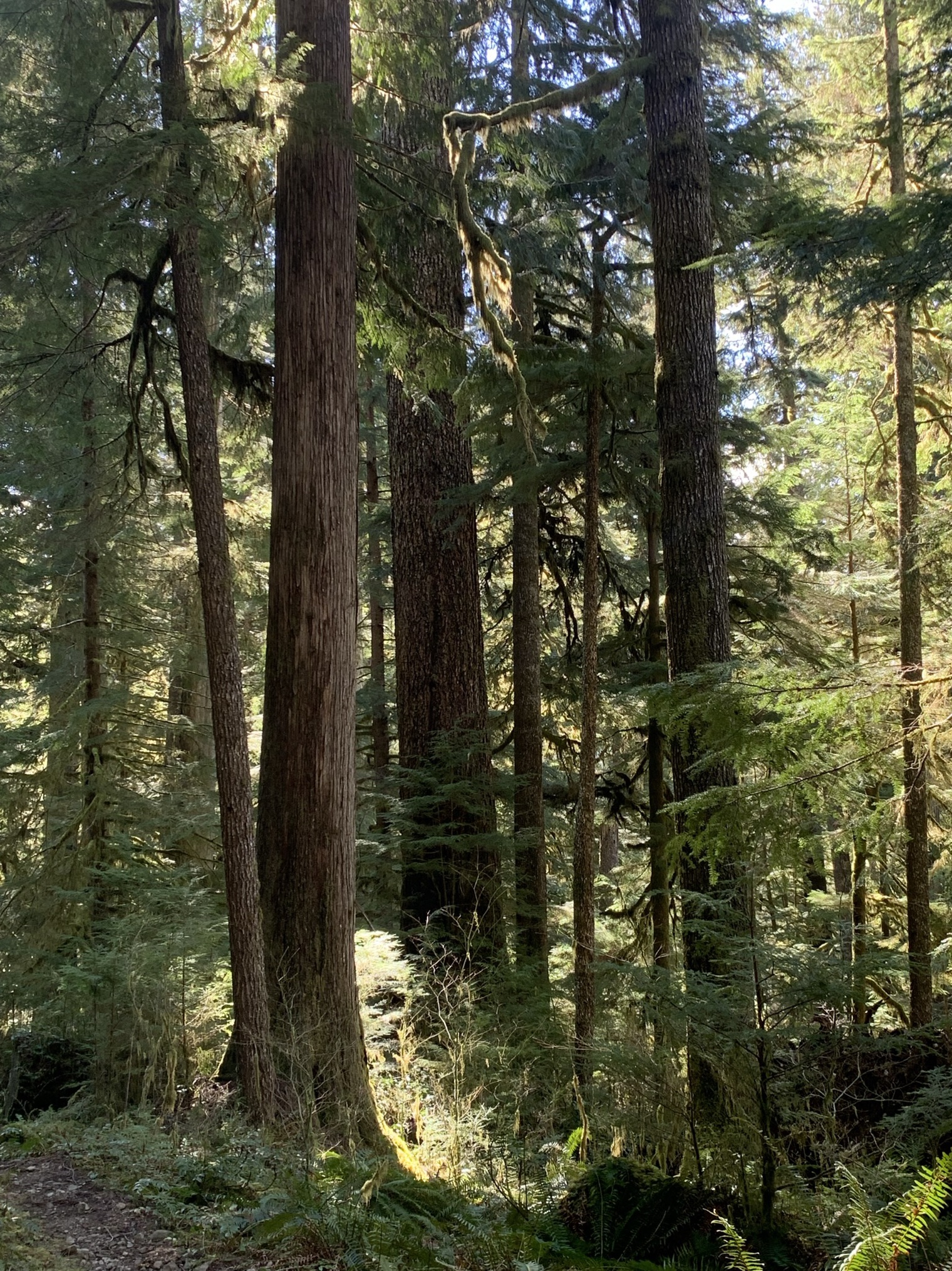 Irely Lake — Washington Trails Association