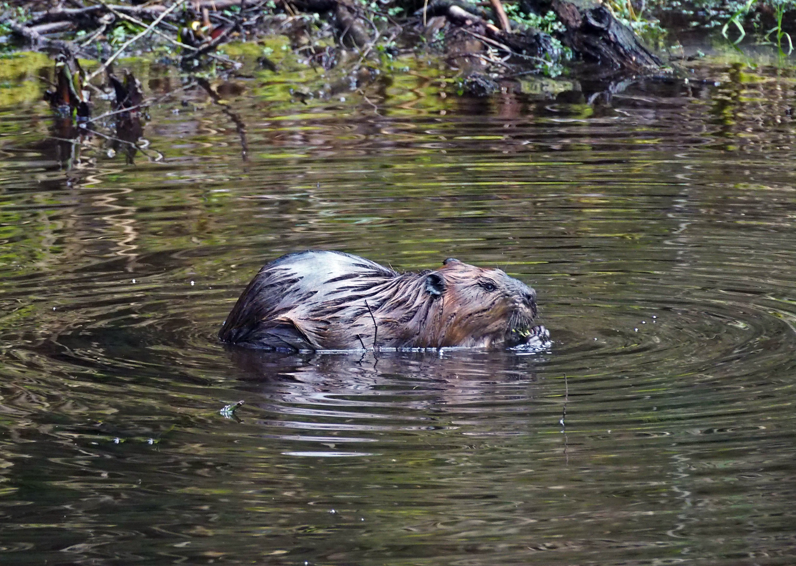 Lily and Lizard Lake Loop — Washington Trails Association