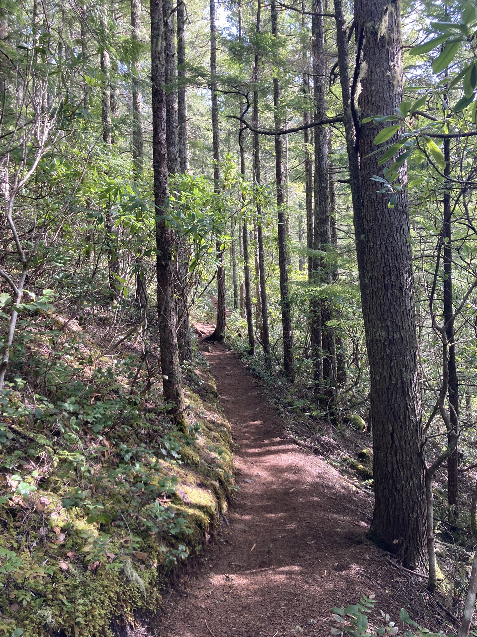 Mount Walker — Washington Trails Association