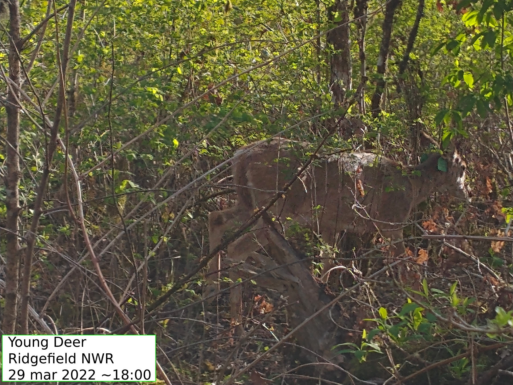 Ridgefield National Wildlife Refuge — Washington Trails Association