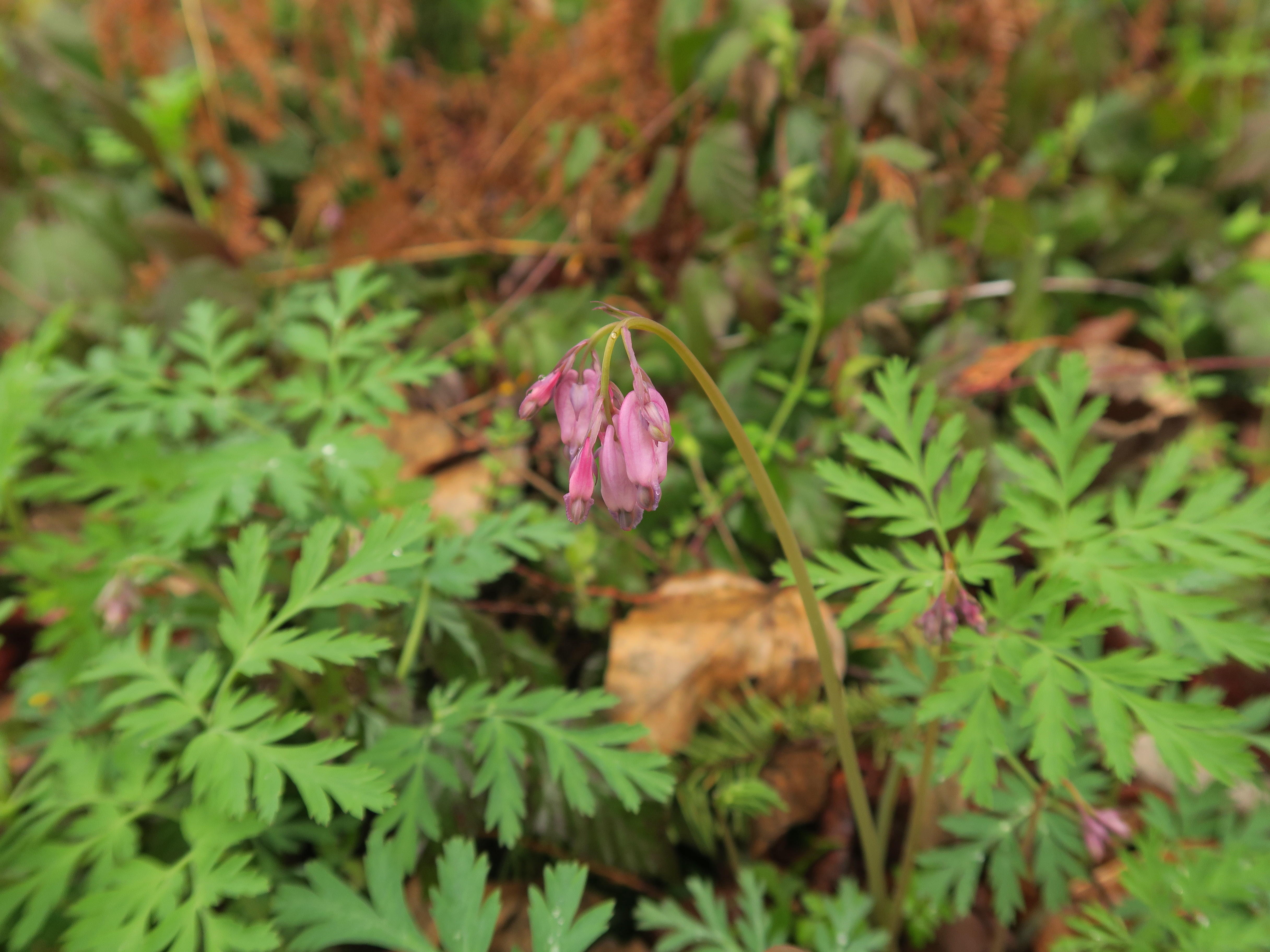 Brightwater Center — Washington Trails Association