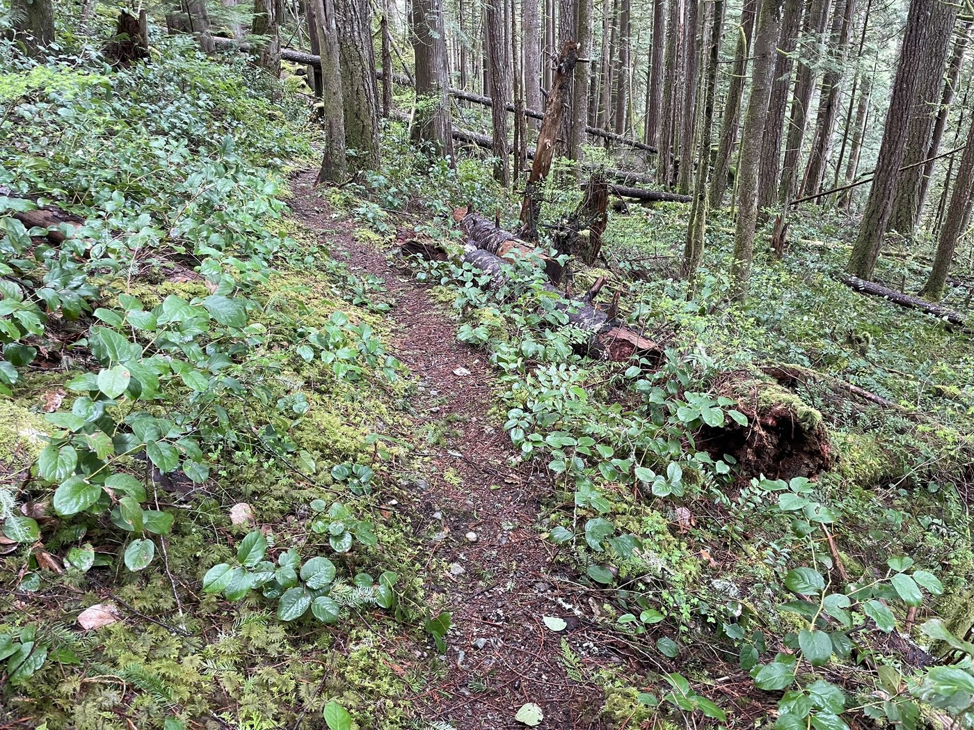 Diobsud Creek — Washington Trails Association