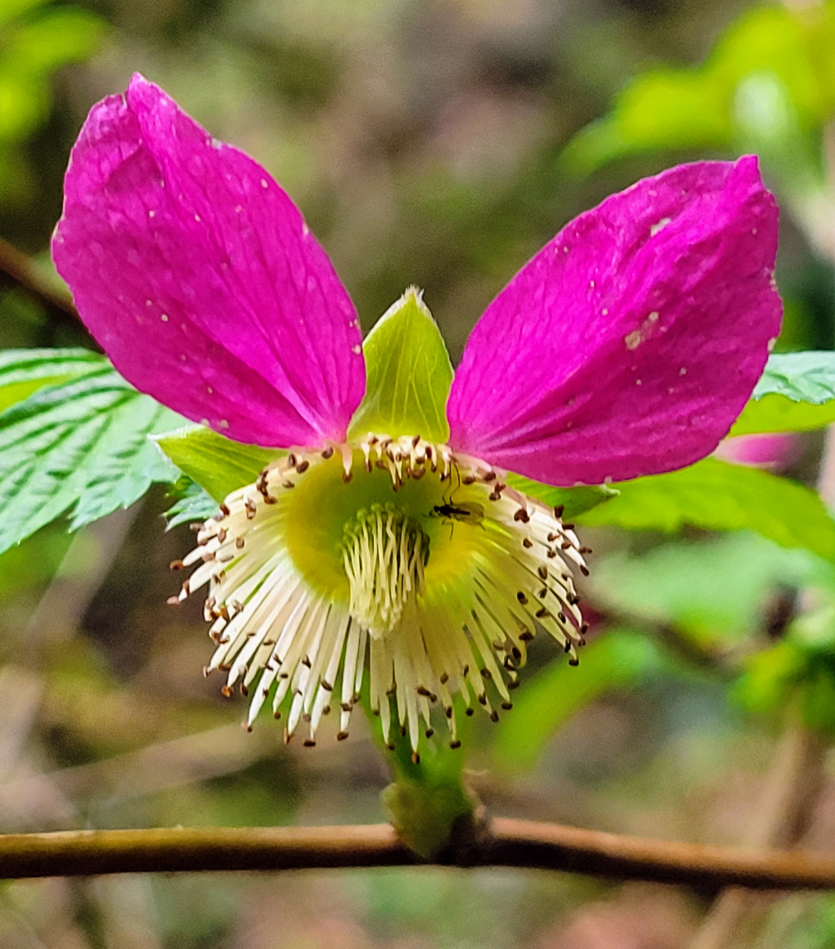 West Tiger 3, Tiger Mountain Trail, Talus Rock Trail, Section Line ...