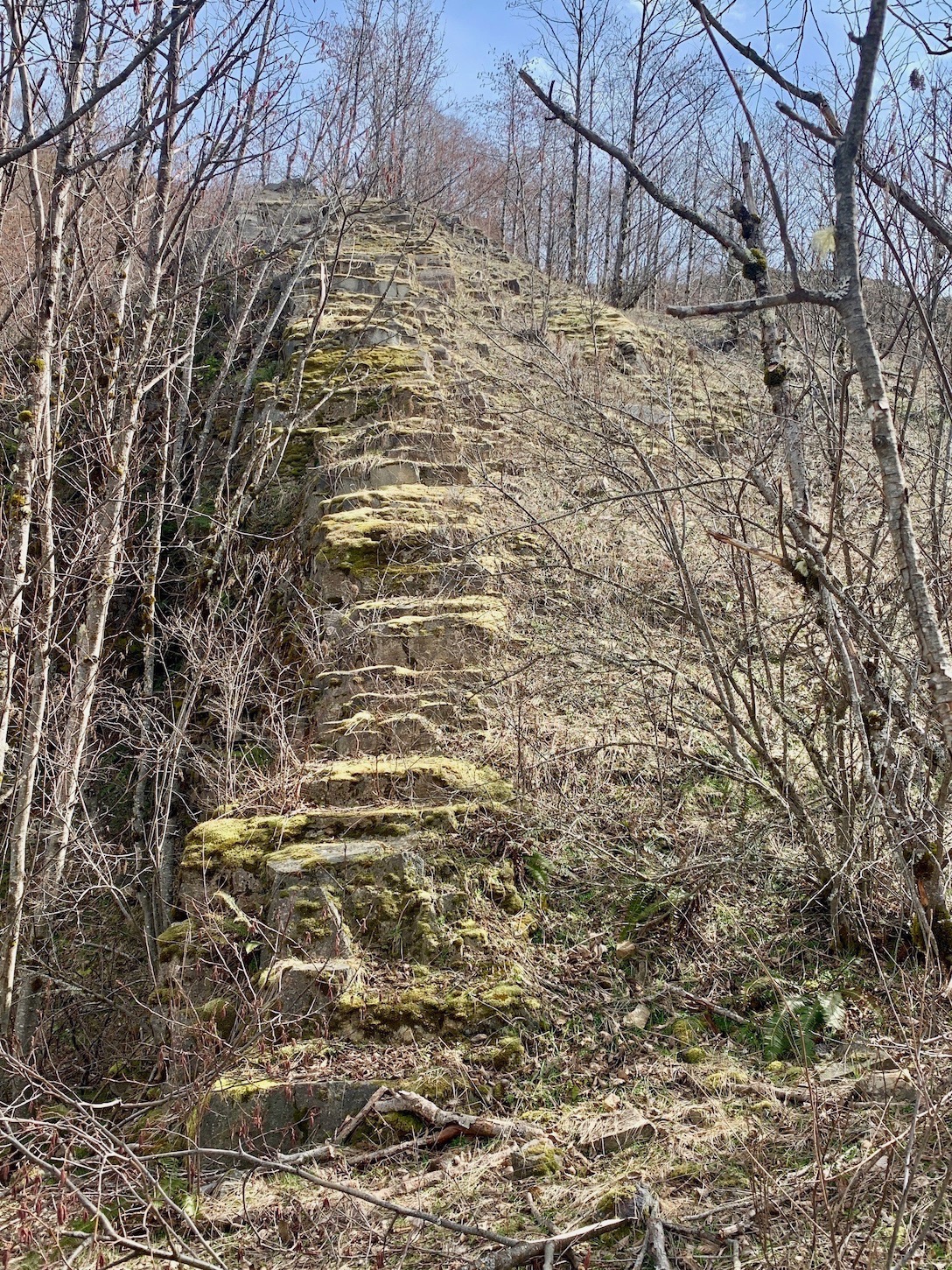 Hummocks Trail — Washington Trails Association