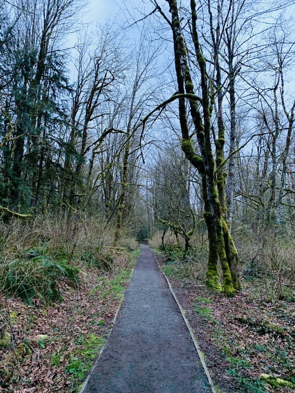 Swamp Trail, Bus Trail, Big Tree Trail, Wetlands Trail — Washington ...